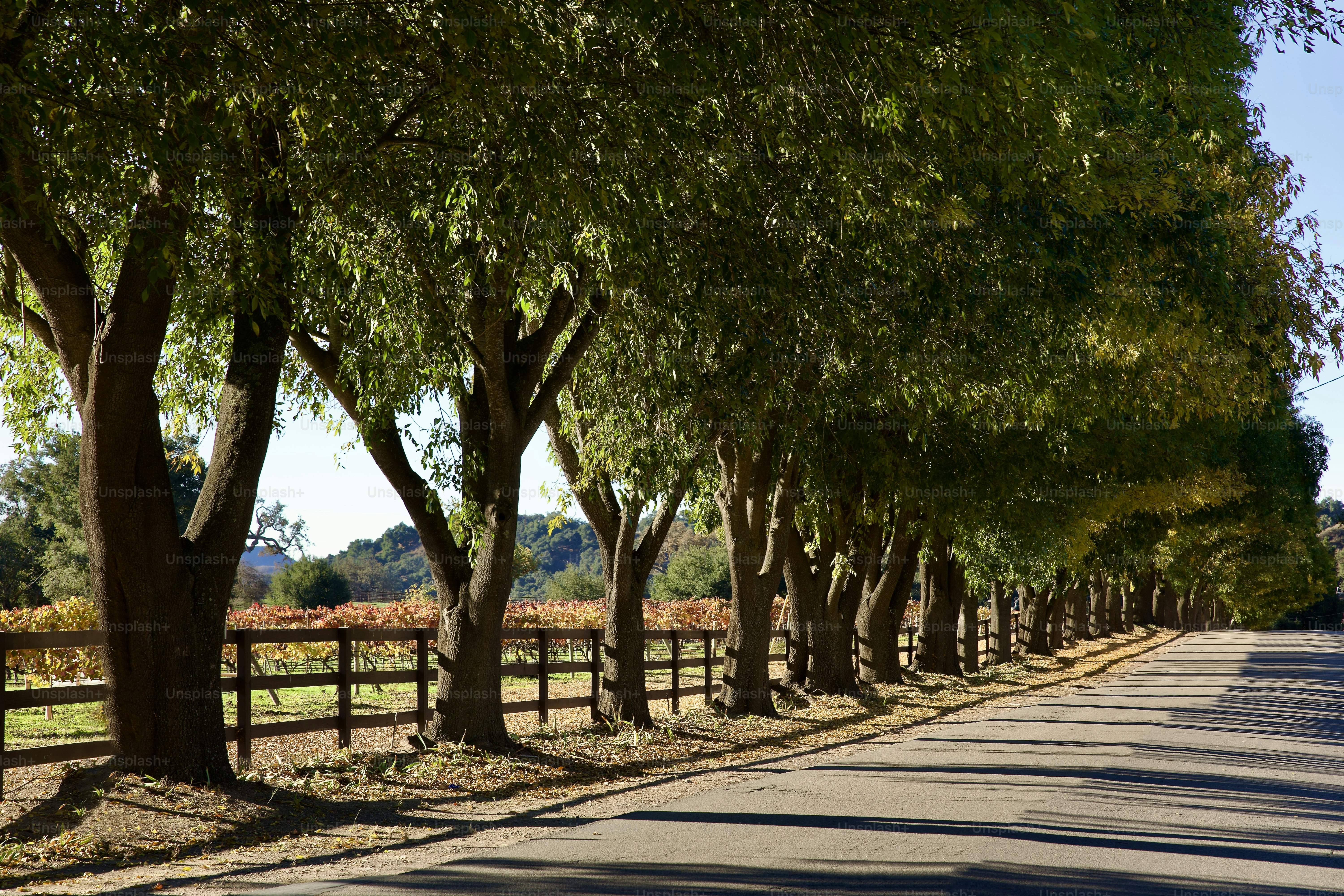 Foxen canyon photo – Forest Image on Unsplash