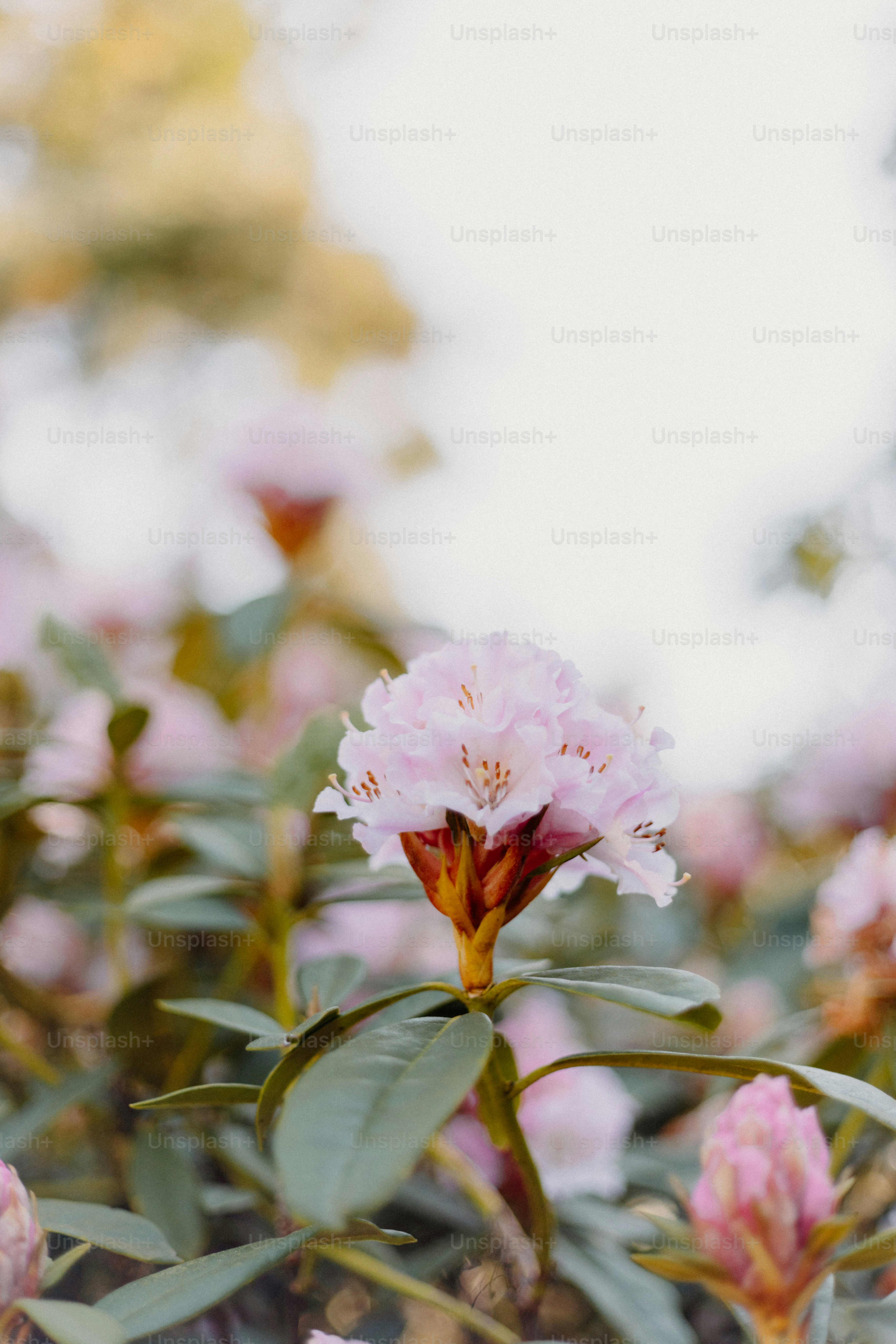 Las flores de rododendro de color rosa pálido están en el punto de mira ...