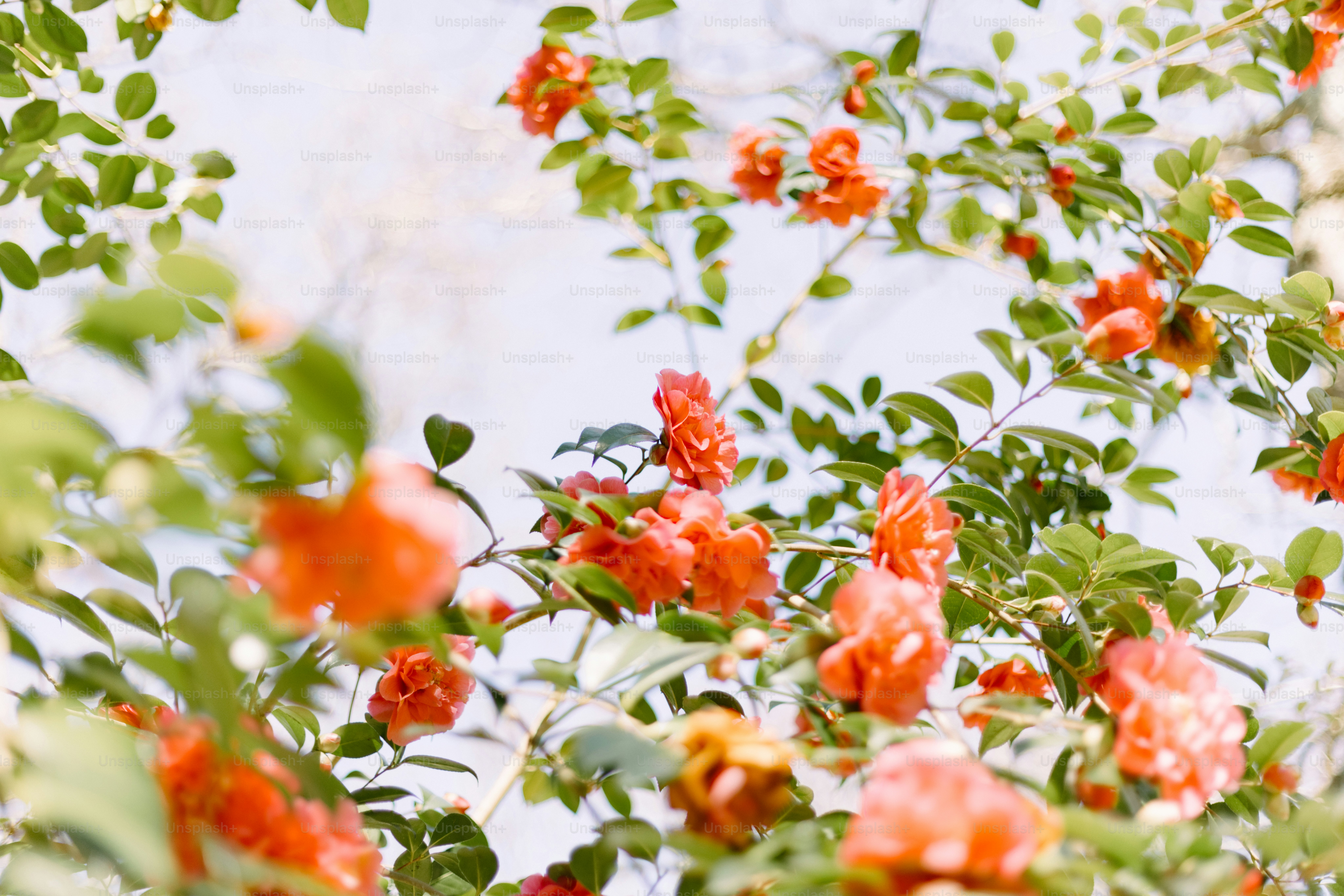 Orange roses bloom amidst green foliage. photo – Flower Image on Unsplash
