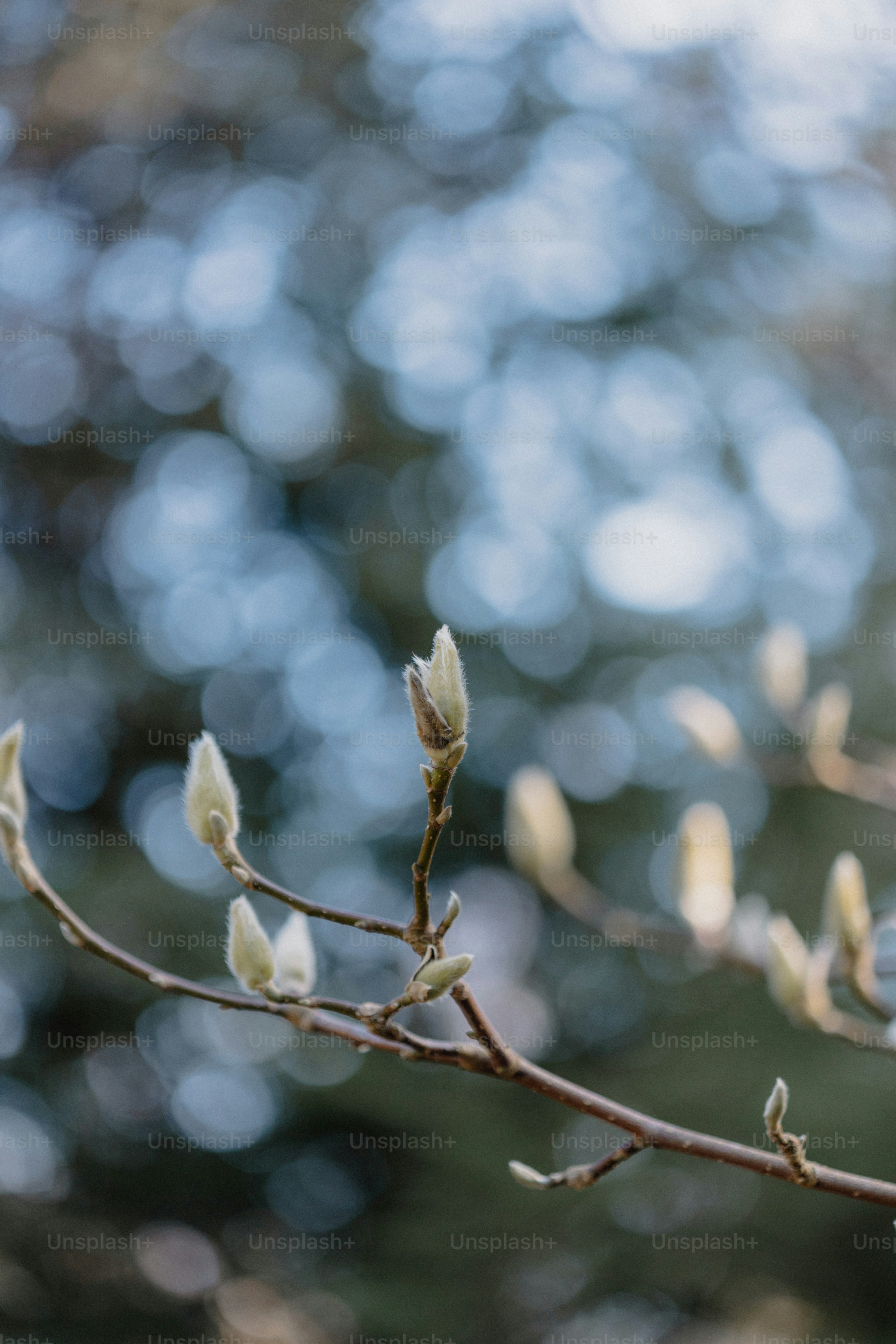 Budding tree branches with blurred background. photo – Spring Image on ...