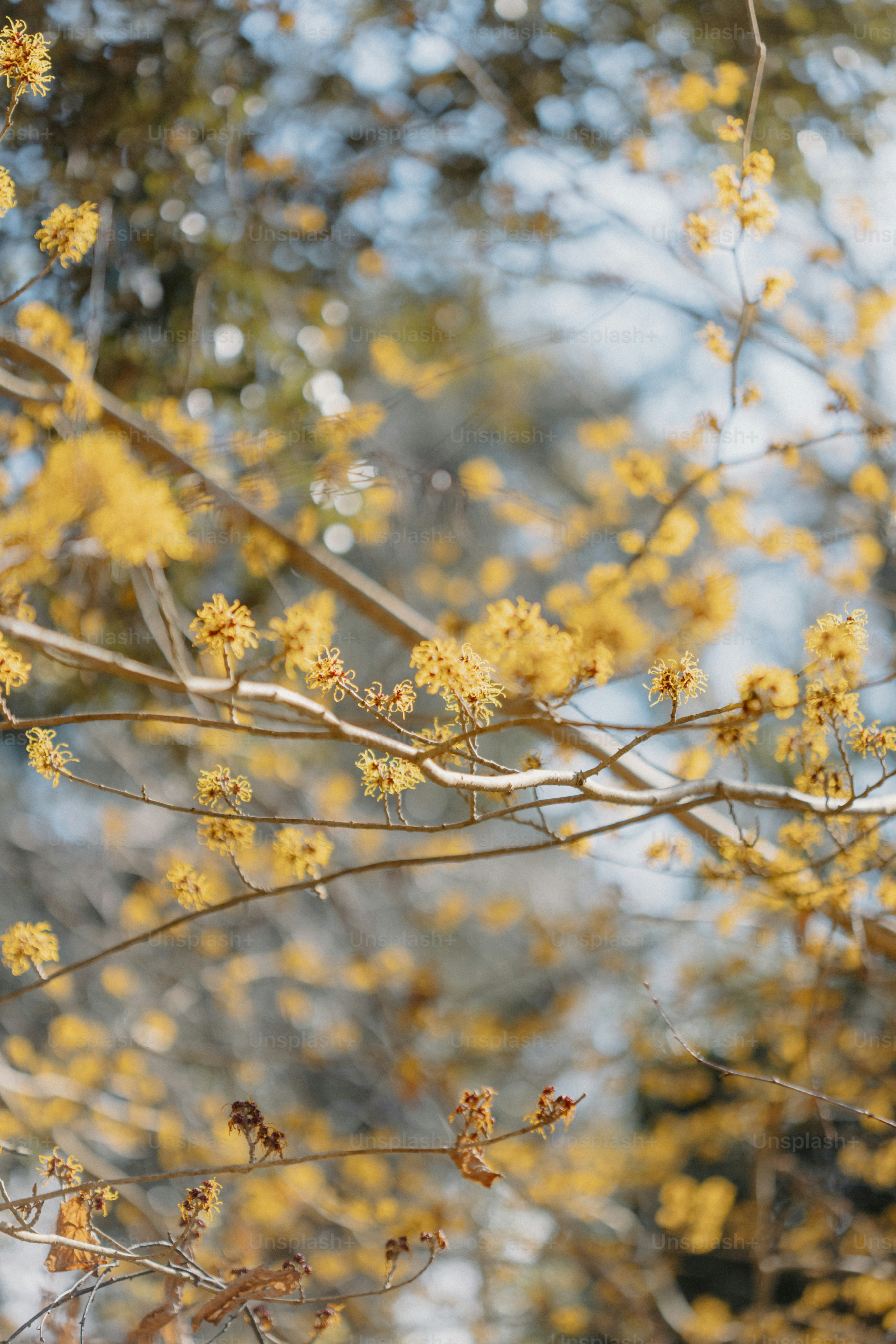 Yellow flowers bloom on a sunny tree branch. photo – Trees Image on ...