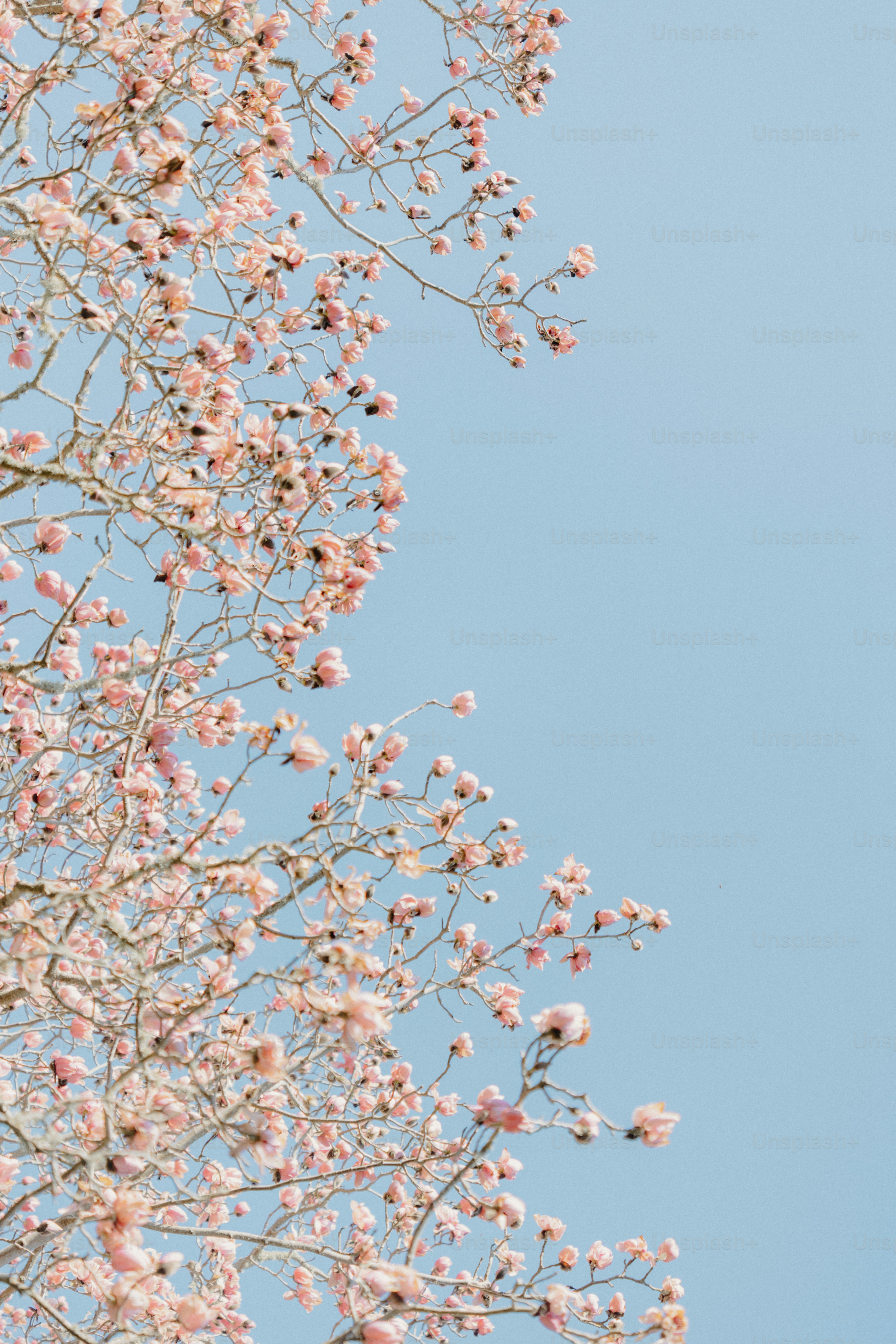 Spring Wallpapers | 60 best free photos on Unsplash