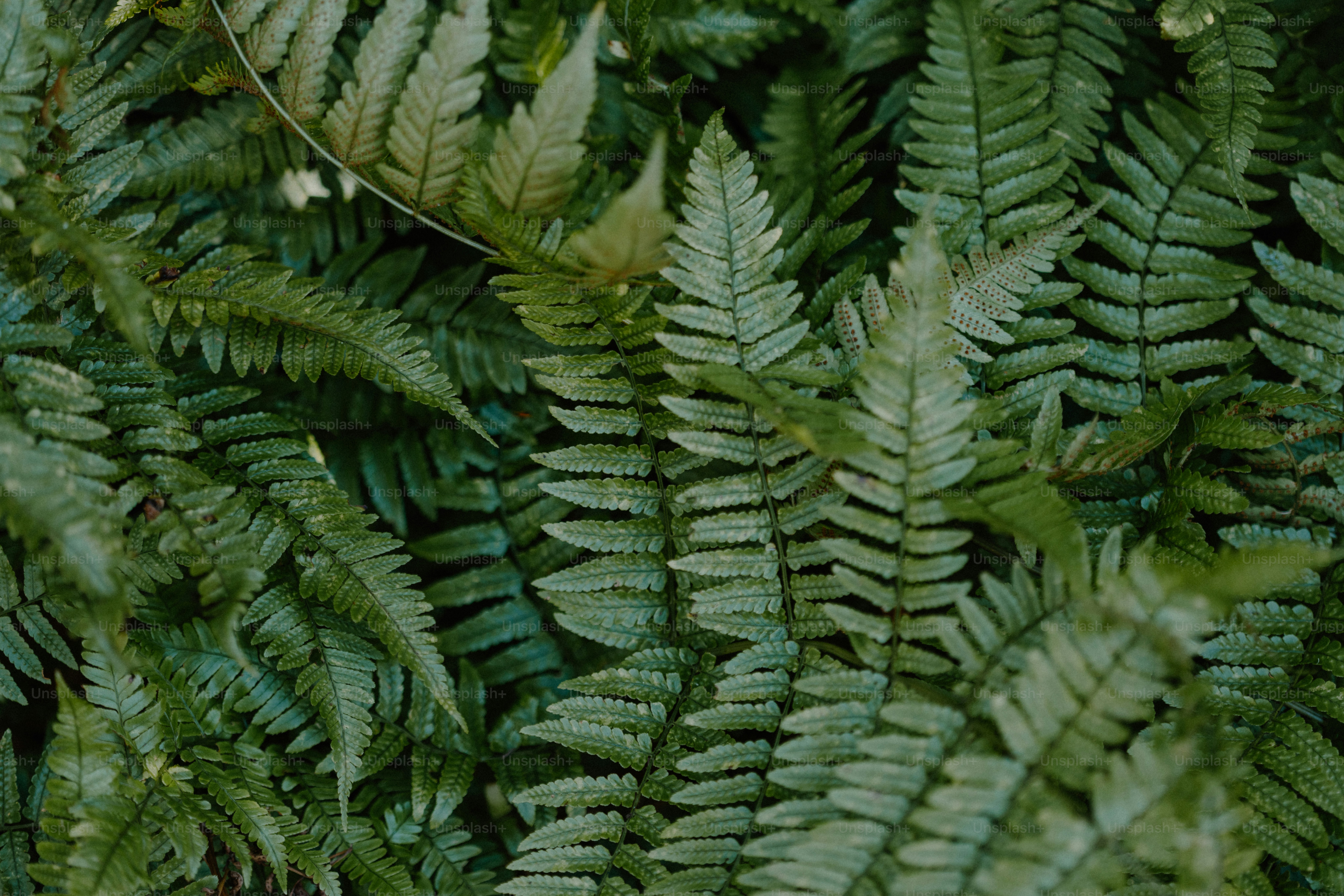 Ferns of different shades fill the frame. photo – Background Image on ...