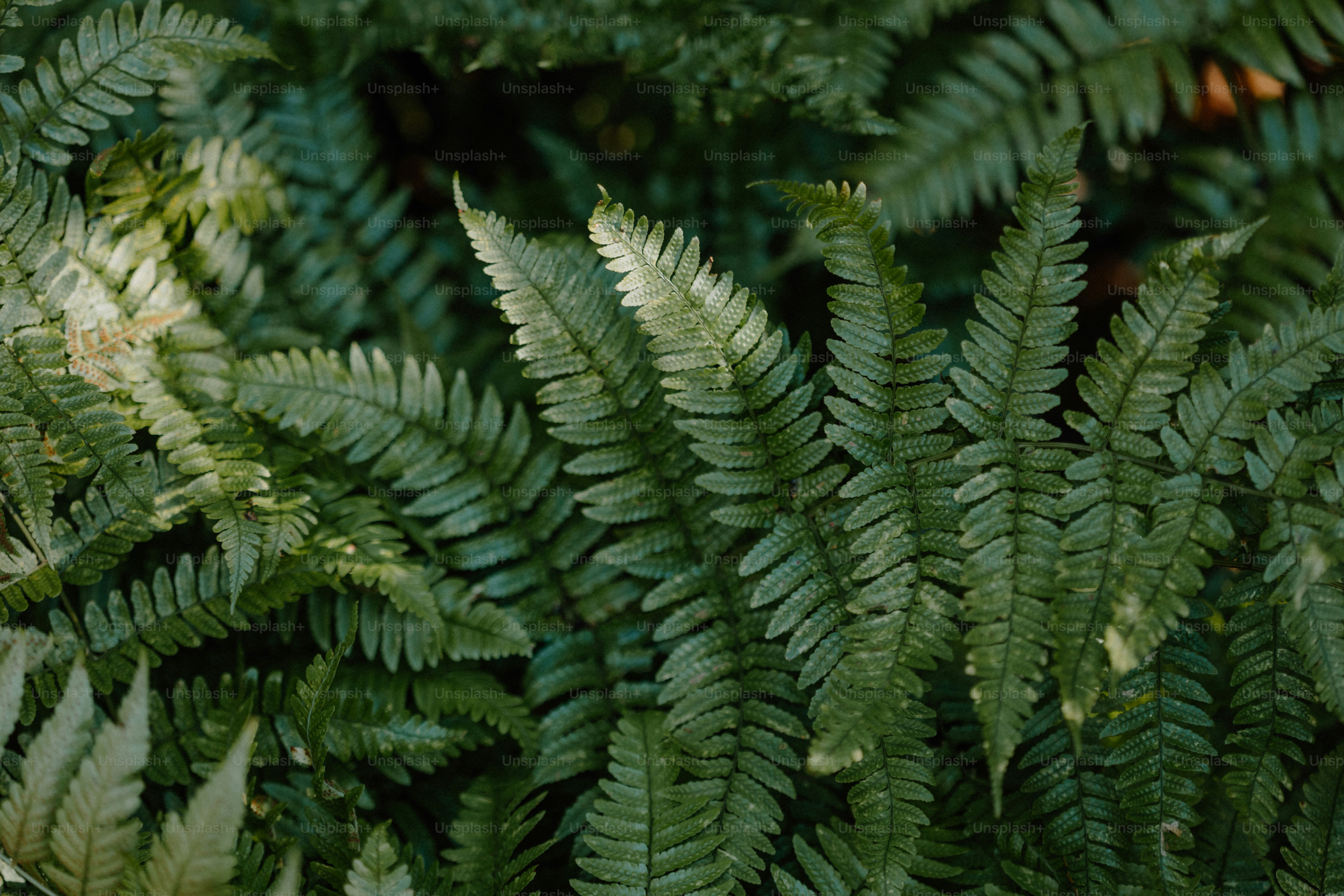 Green ferns are growing close together in a garden. photo – Background ...