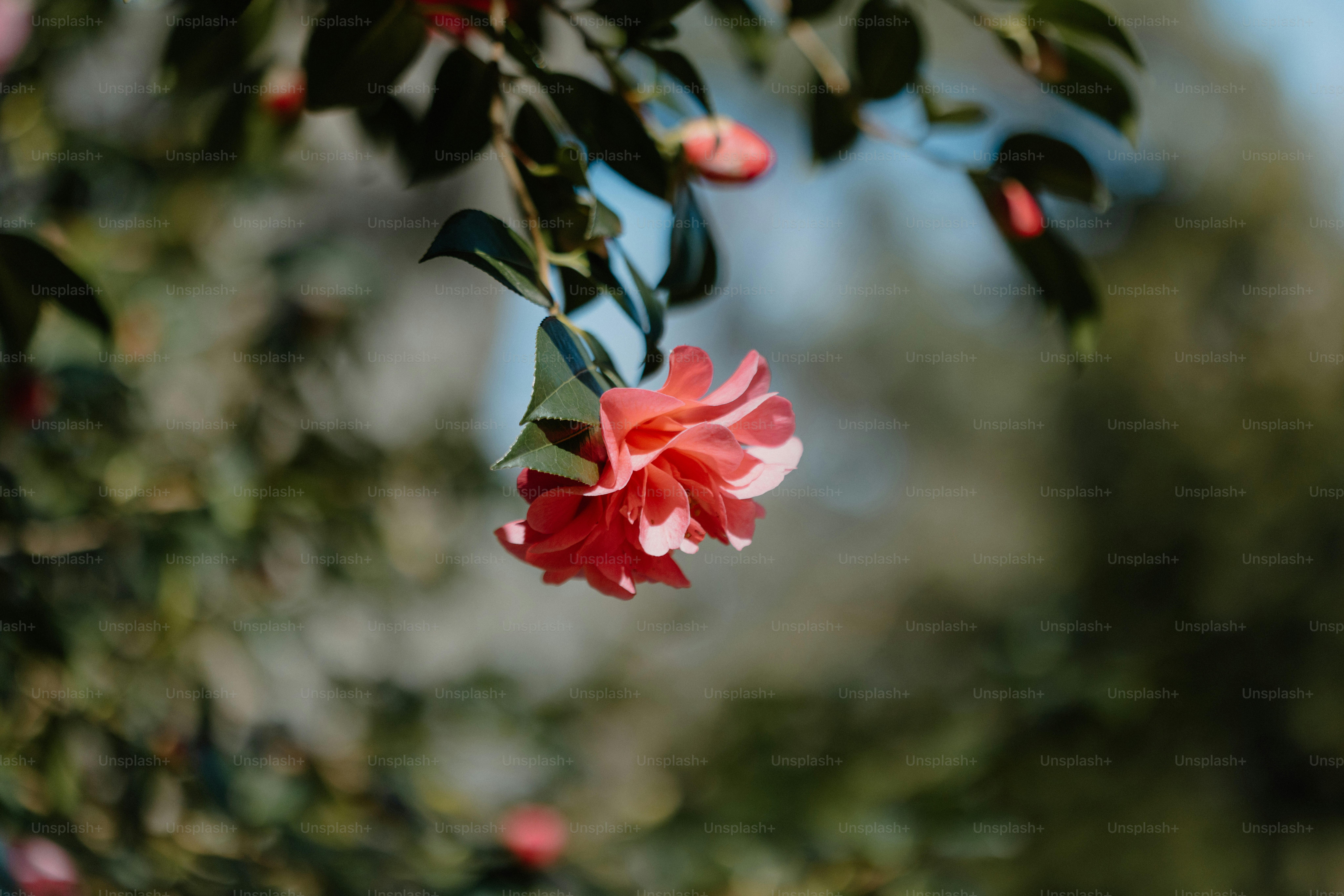 A beautiful camellia flower blooms in nature. photo – Flower Image on ...