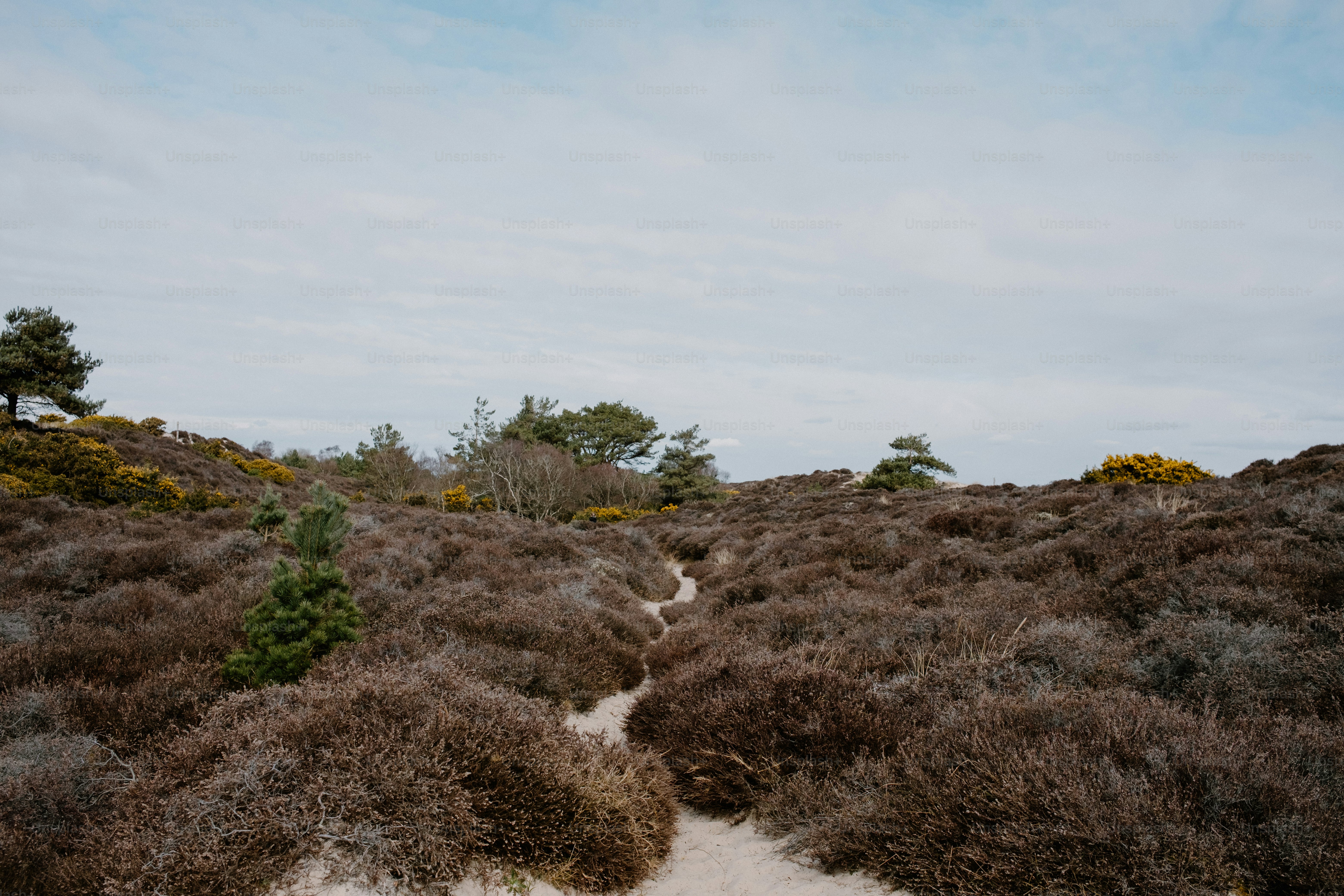 A winding path leads through vibrant green and yellow bushes. photo ...