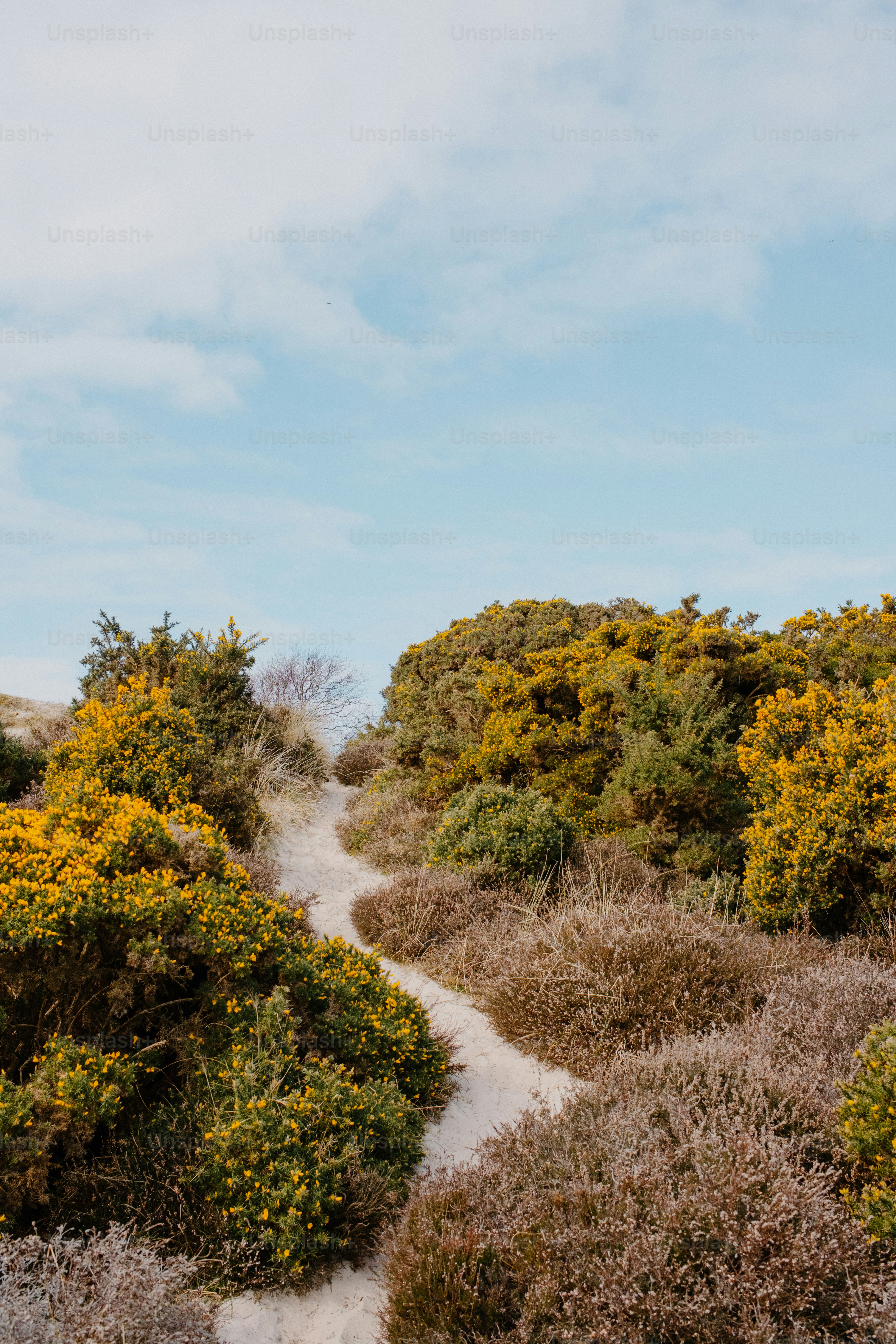 A winding path leads through vibrant green and yellow bushes. photo ...