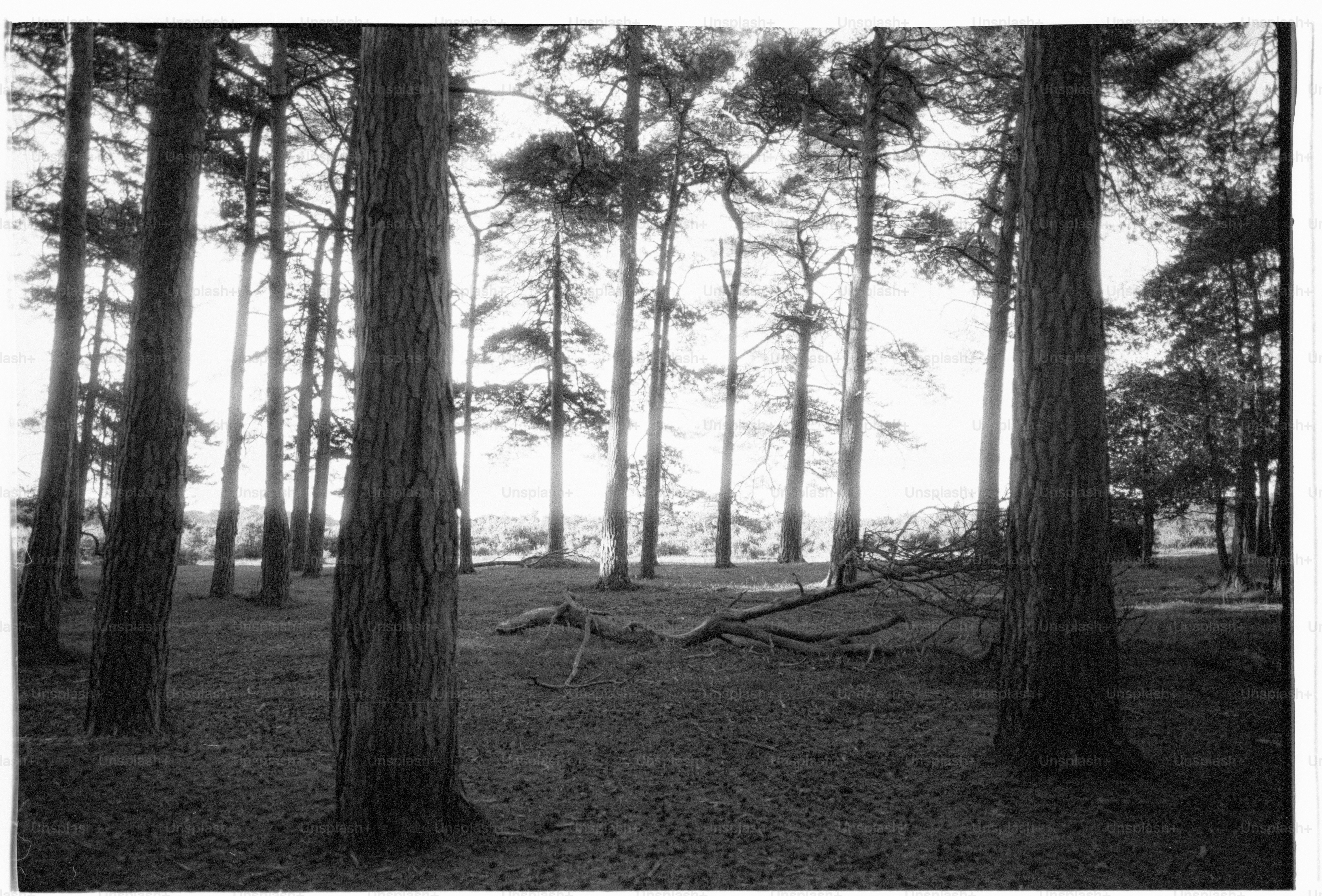 Sunlight streams through the tall trees in the woods. photo – Forest ...