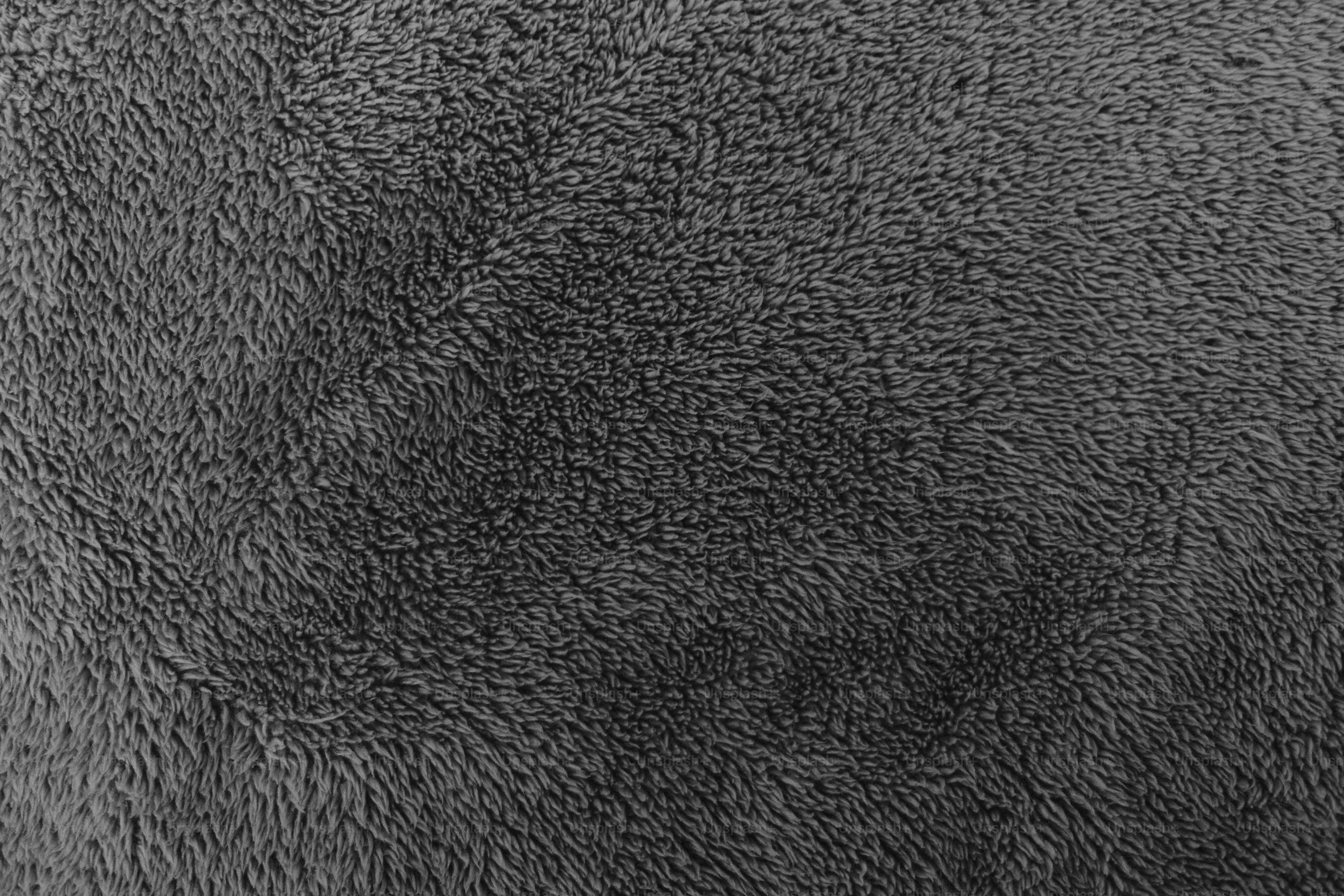 A close-up of gray fur. photo – Wallpaper Image on Unsplash
