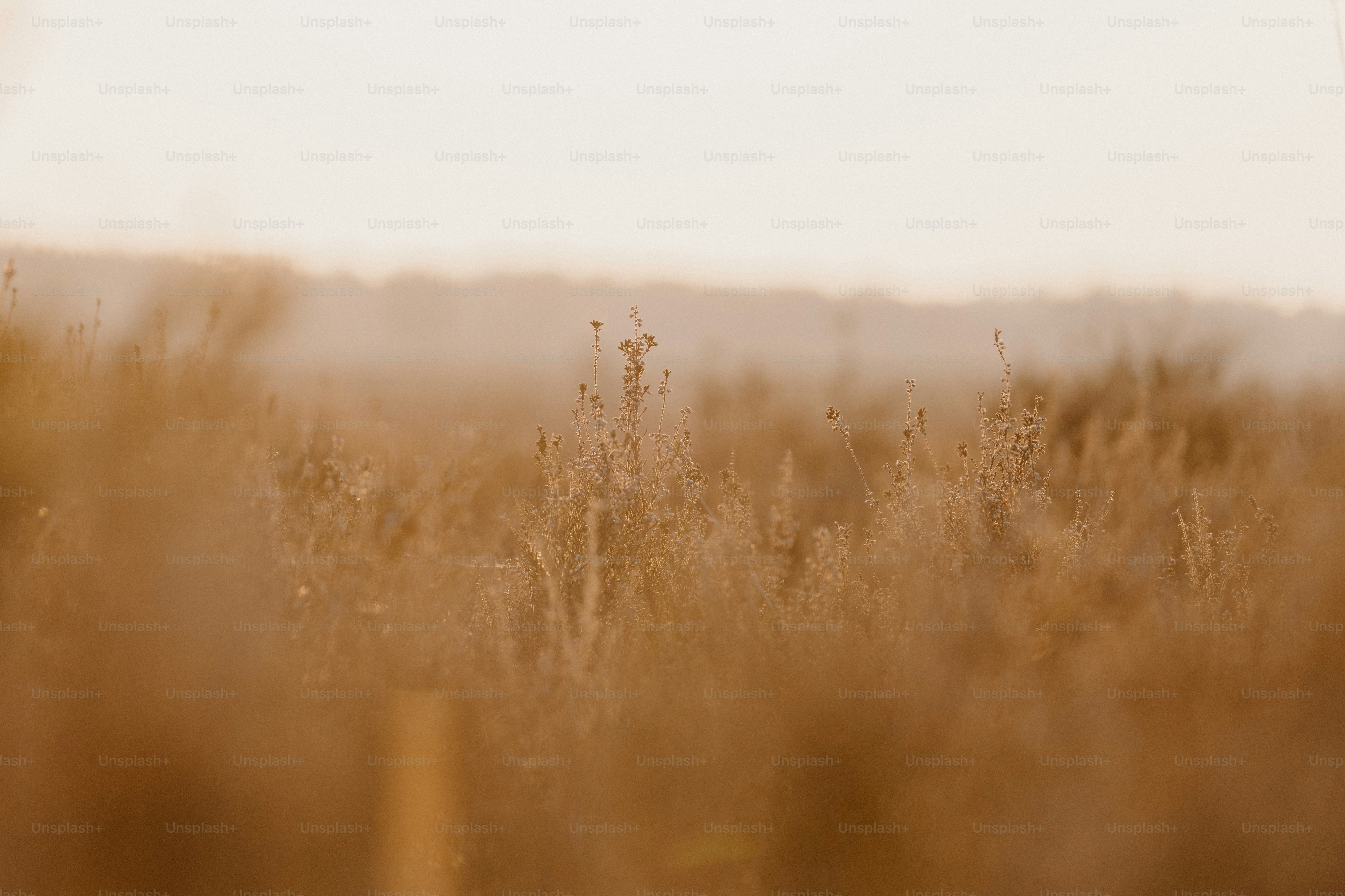 Fields of dry grass under a hazy sky. photo – Countryside Image on Unsplash