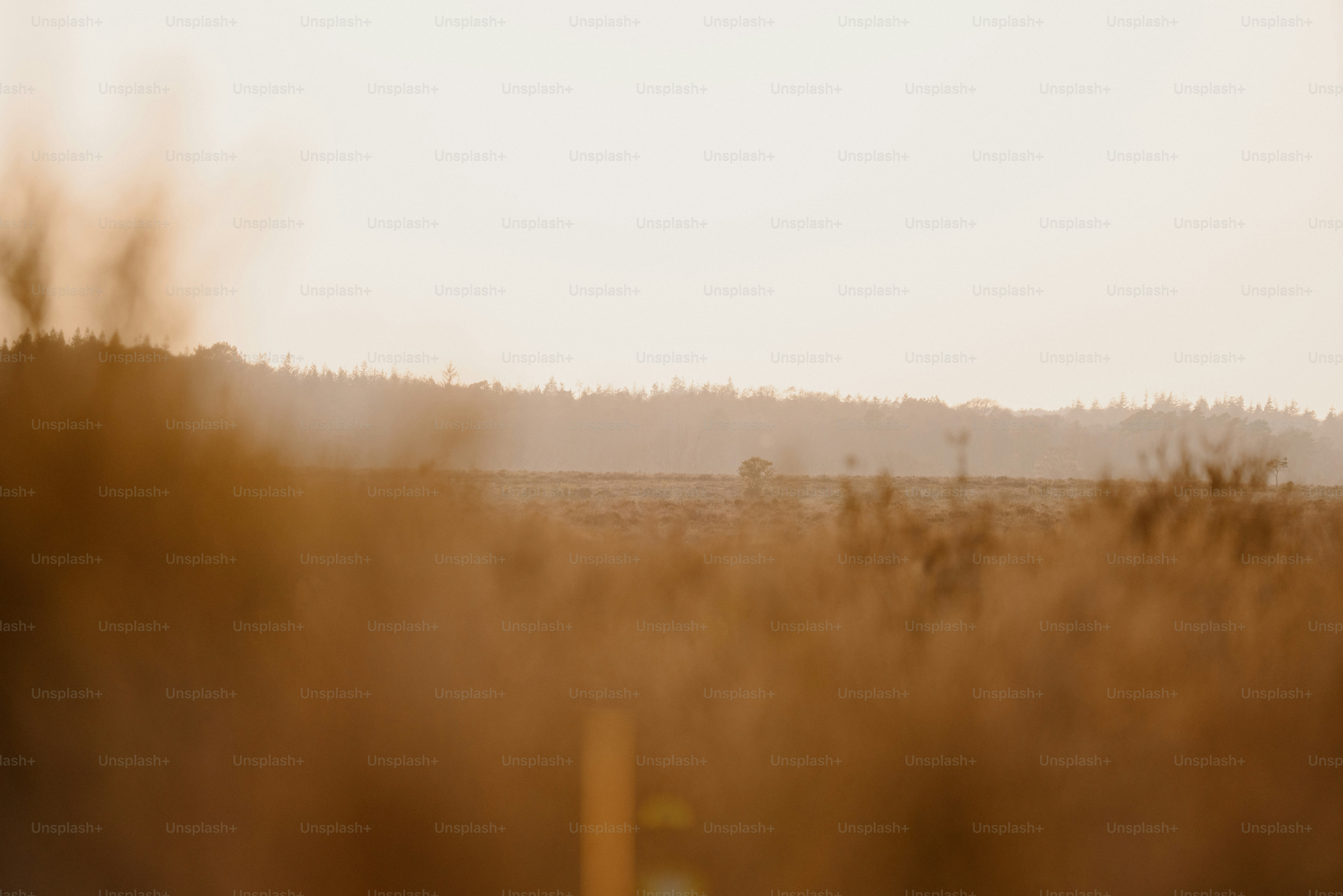 A hazy field and forest at dusk. photo – Countryside Image on Unsplash