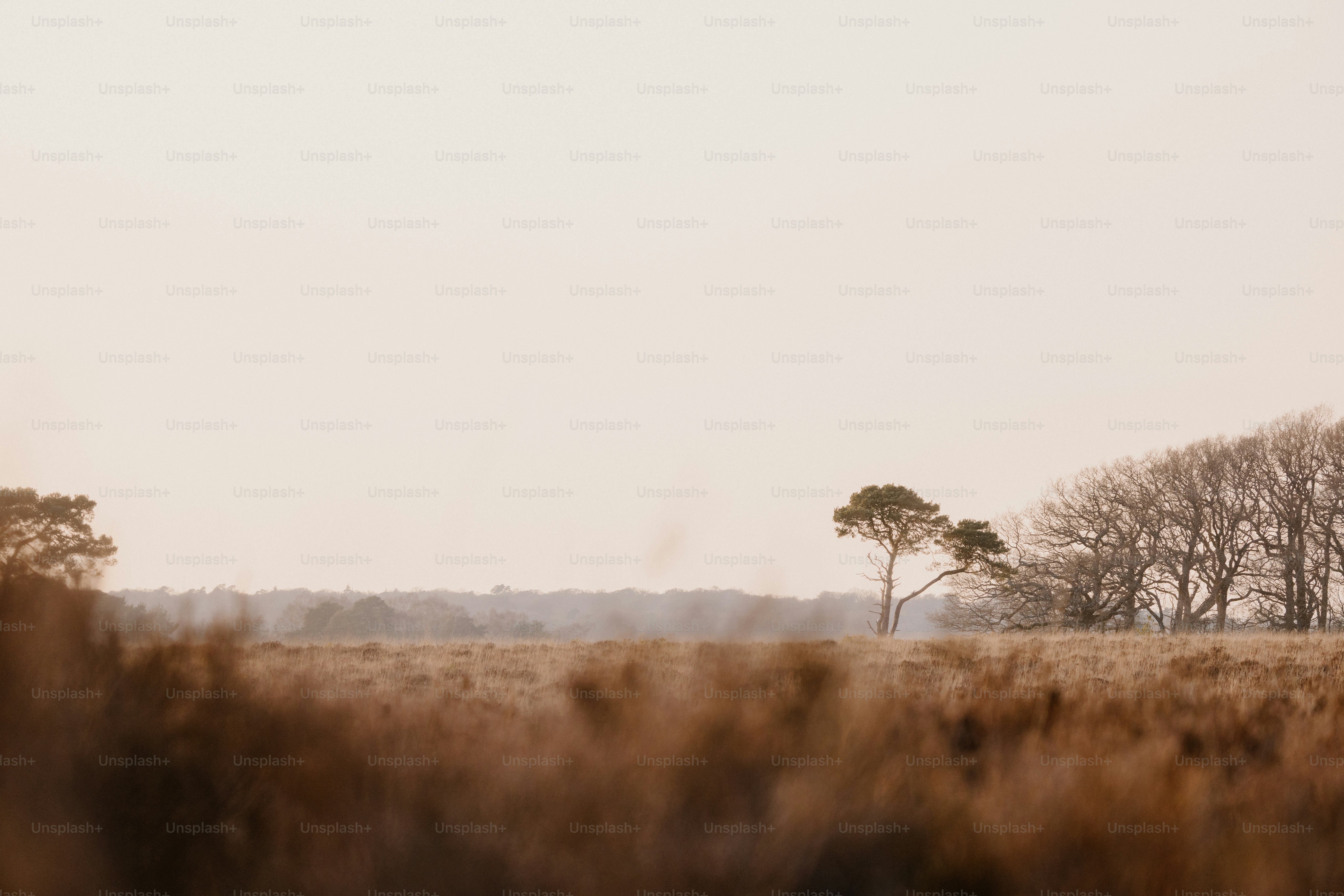 A hazy, brown field with trees on the horizon. photo – Countryside ...