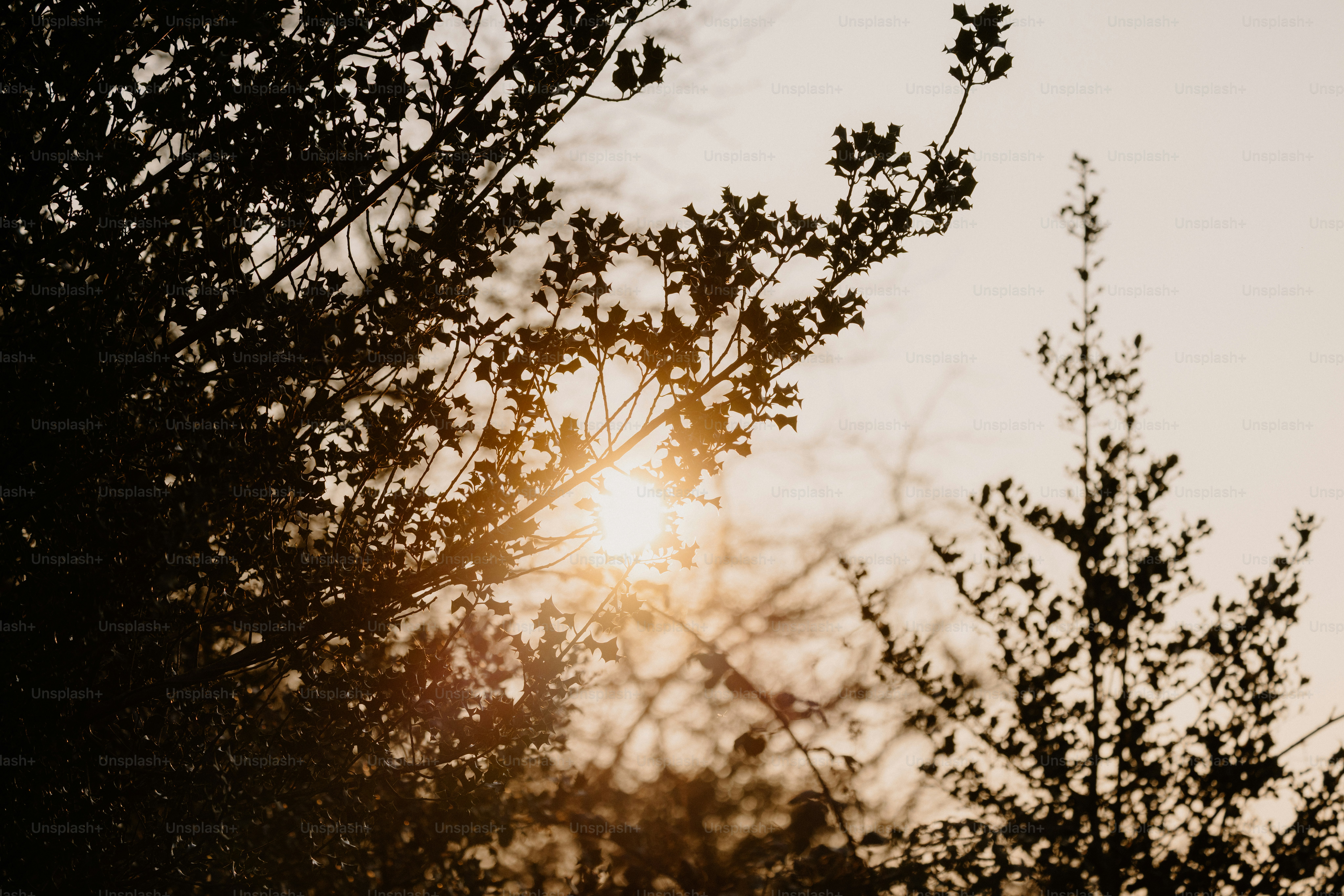 Sunlight shines through tree branches. photo – Countryside Image on ...
