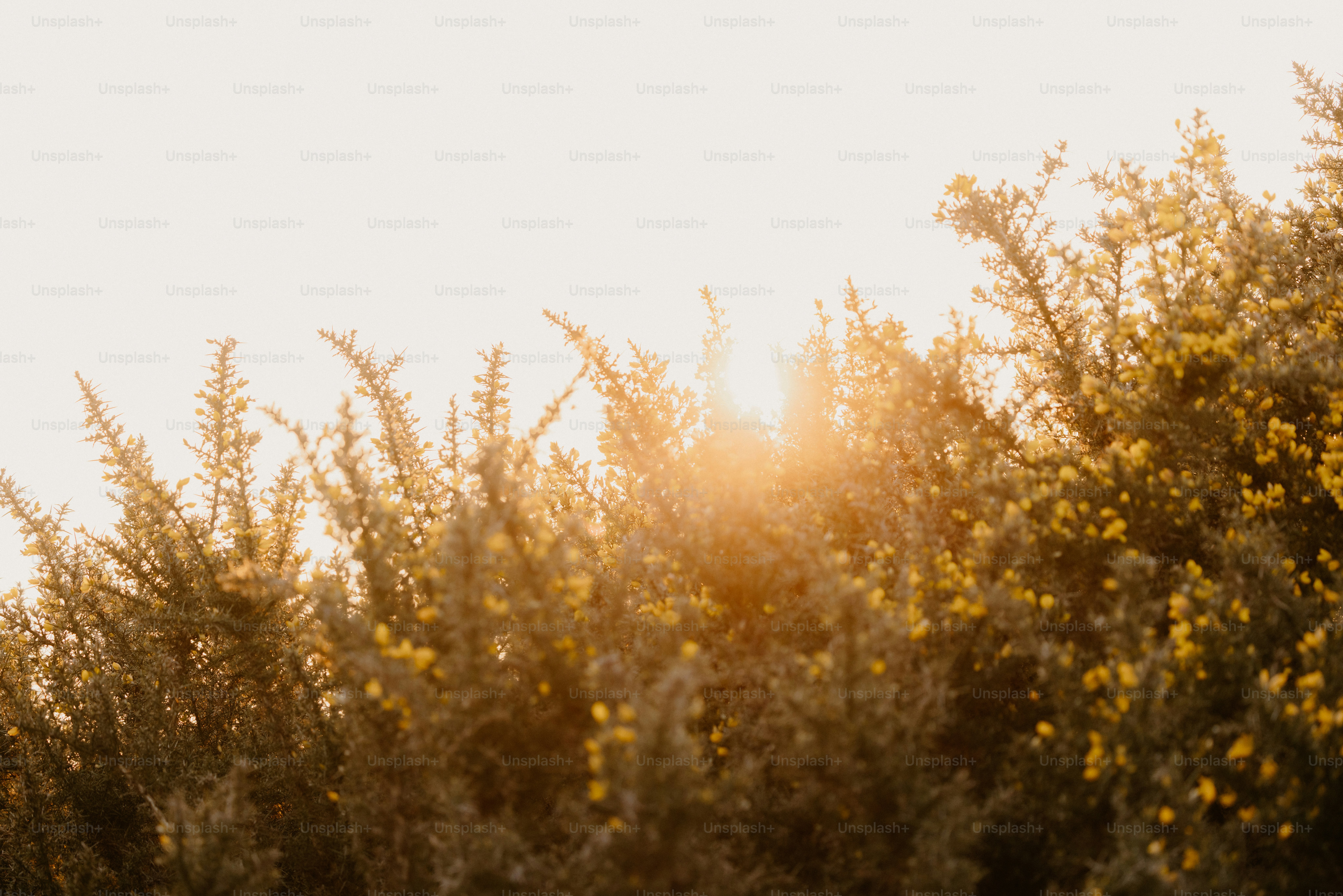 Sonnenlicht scheint durch die gelb blühenden Büsche. Foto – Bild zum ...