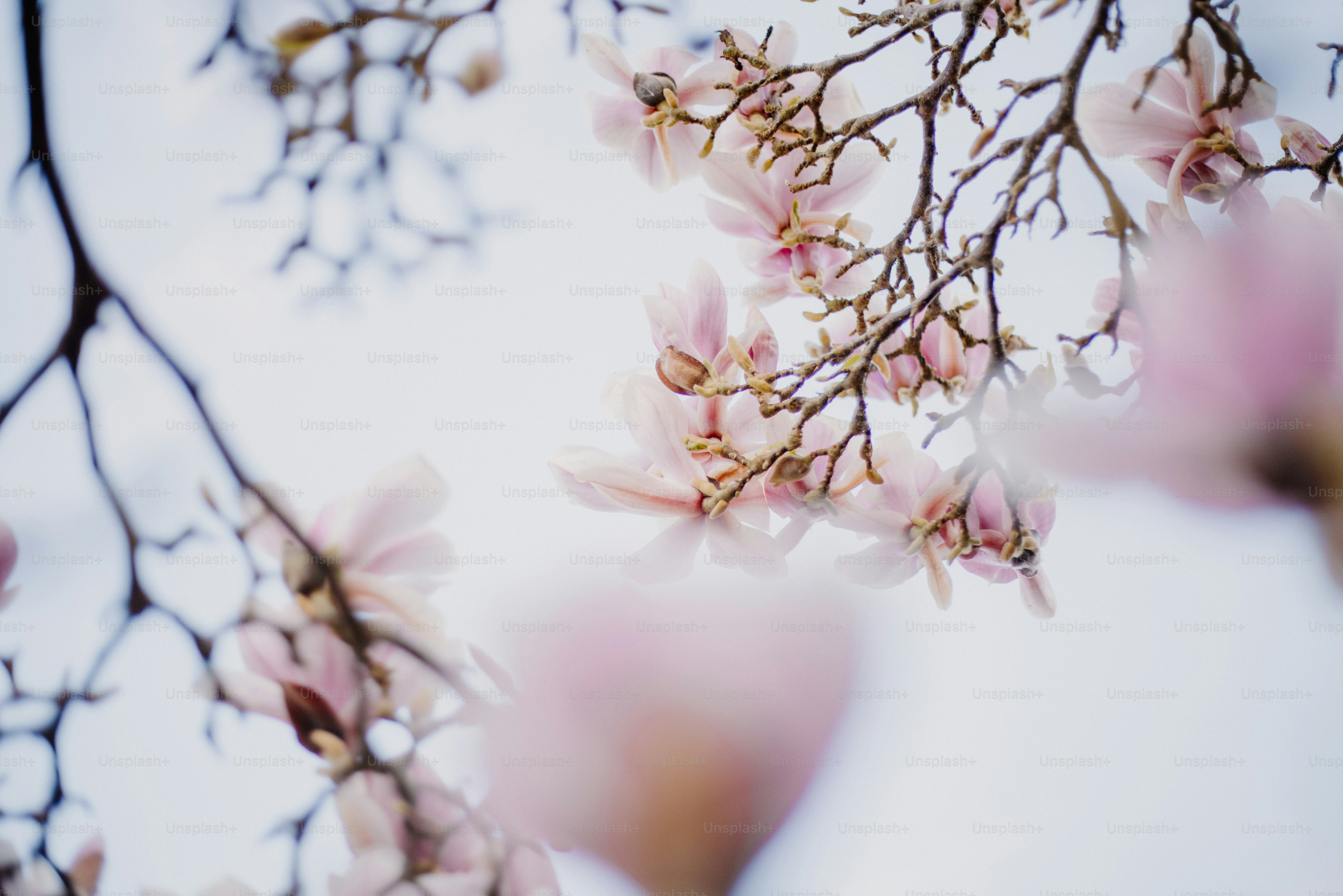 Magnolia blossoms flourish on tree branches in spring. photo – Flowers ...