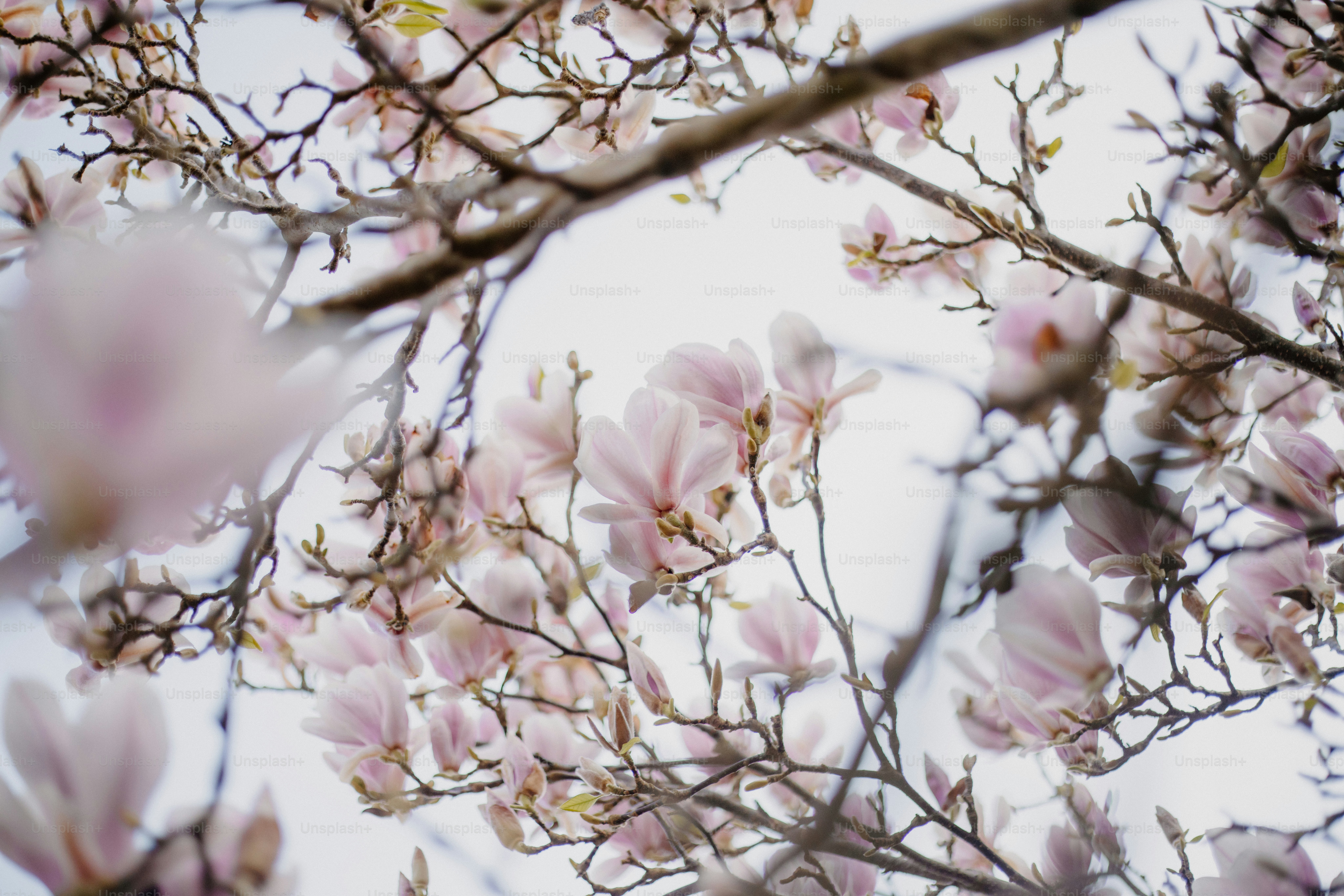 Magnolia blossoms flourish on tree branches in spring. photo – Flowers ...