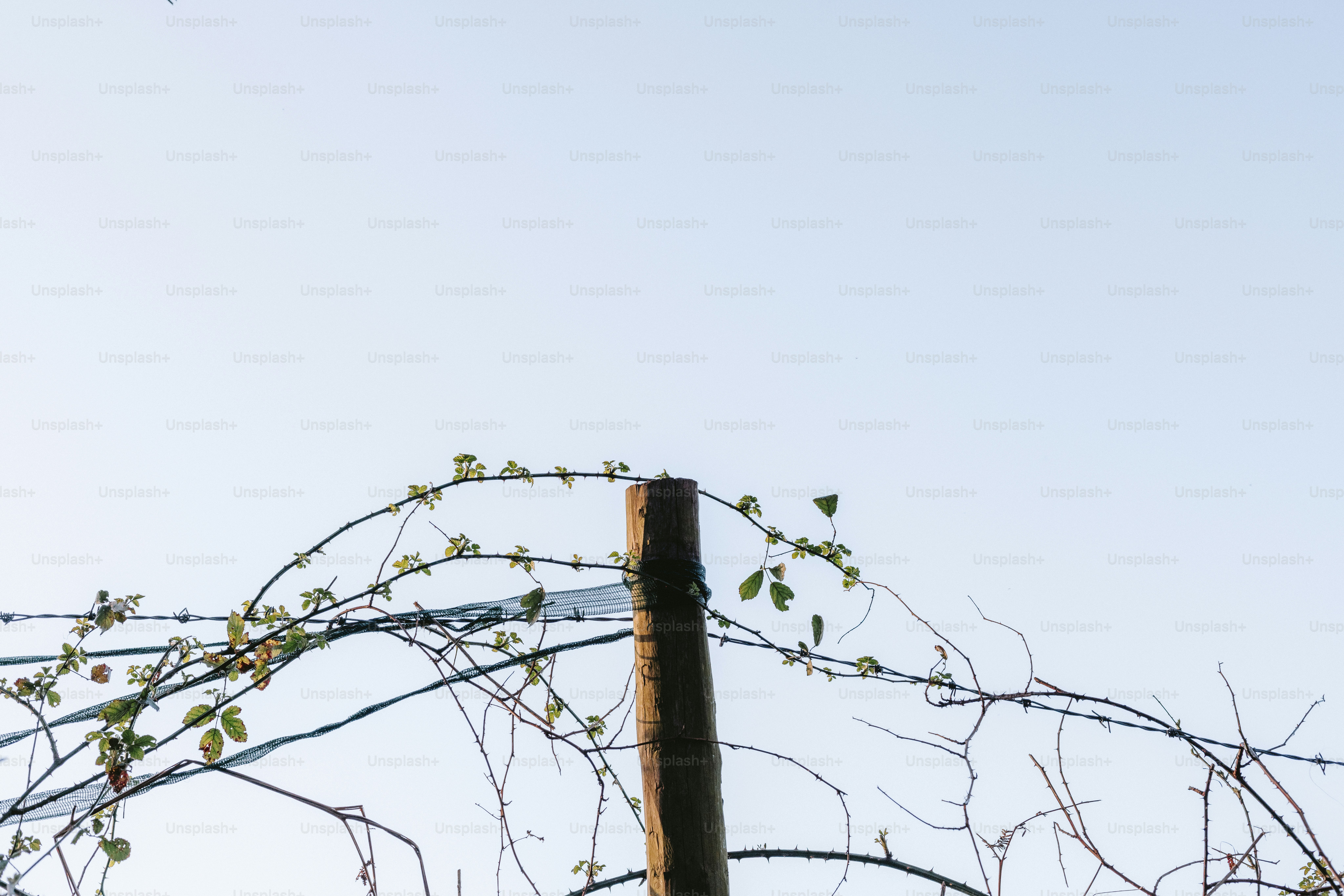 Barbed wire wraps around a wooden fence post. photo – Spring Image on ...