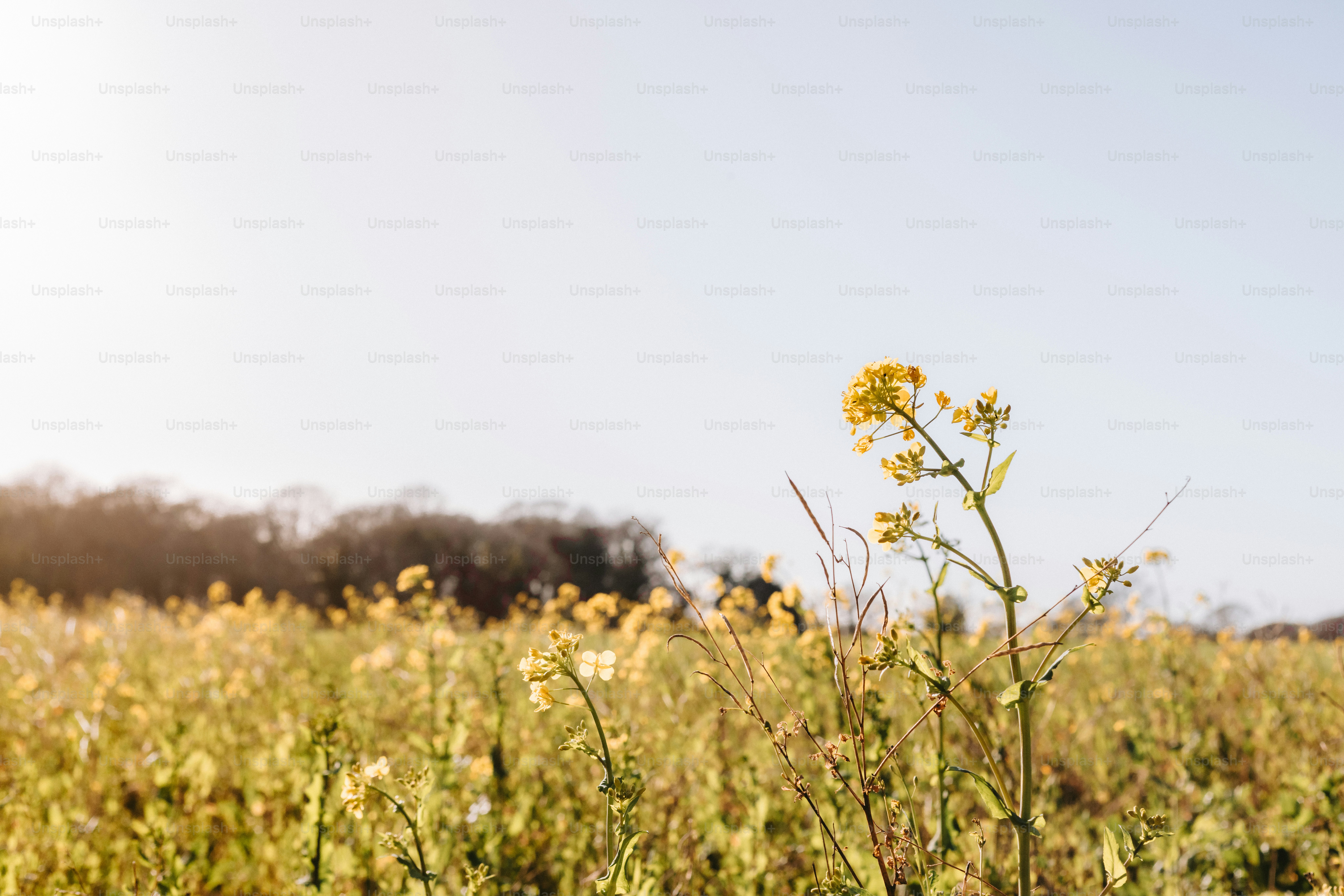 Yellow flowers bloom in a sunny field. photo – Spring Image on Unsplash