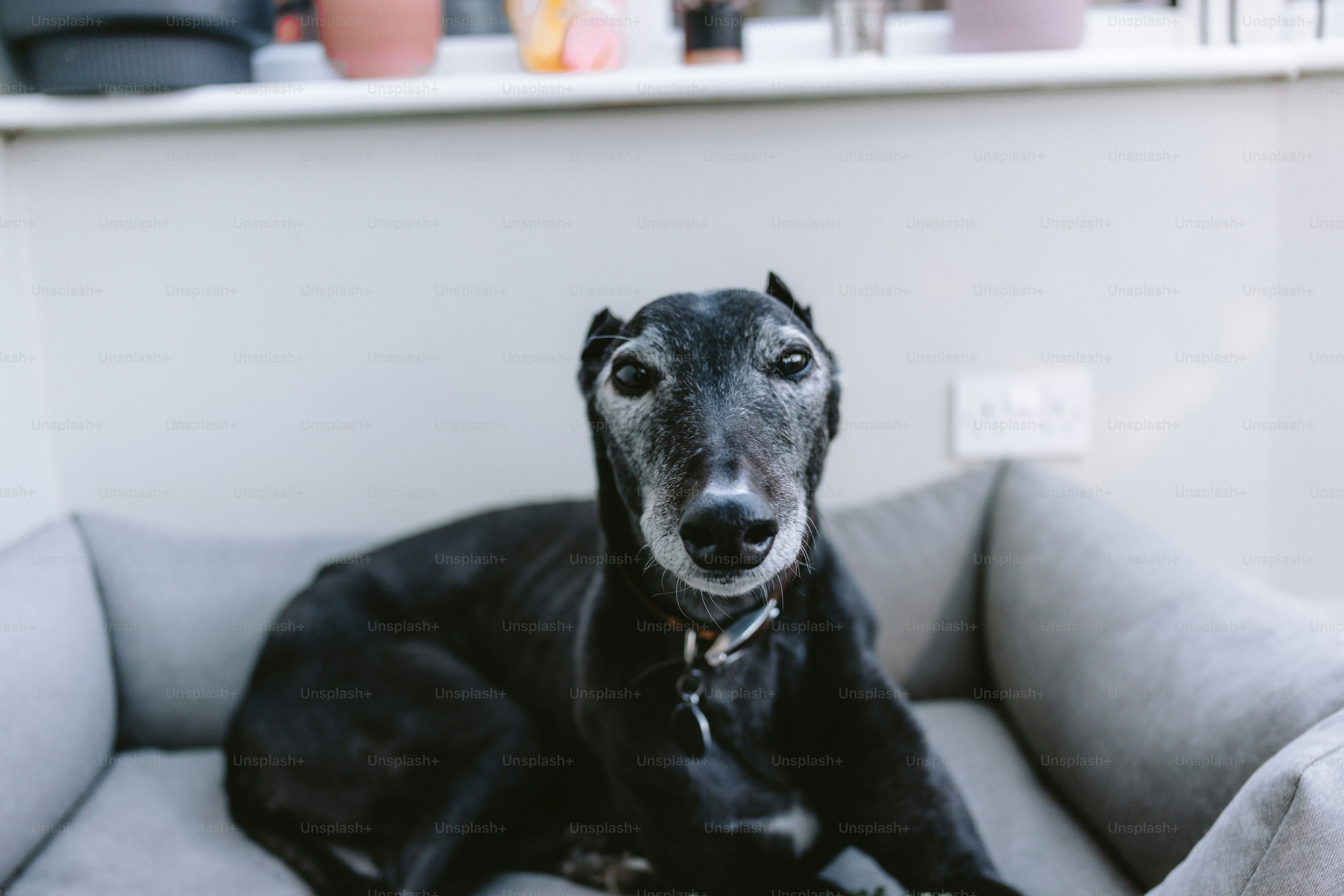 A greyhound dog poses for the camera. photo – Animal Image on Unsplash