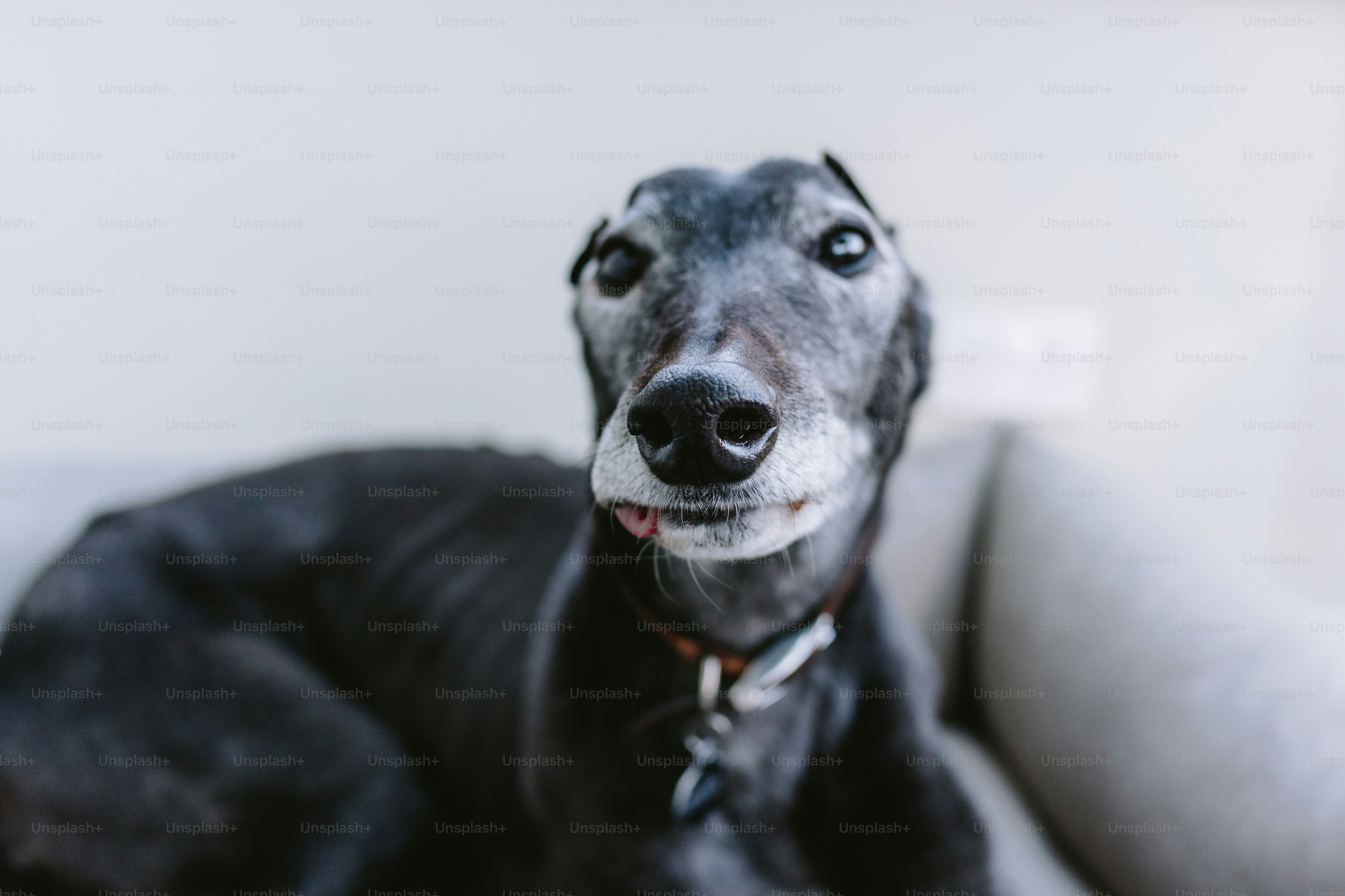 A greyhound dog poses for the camera. photo – Animal Image on Unsplash