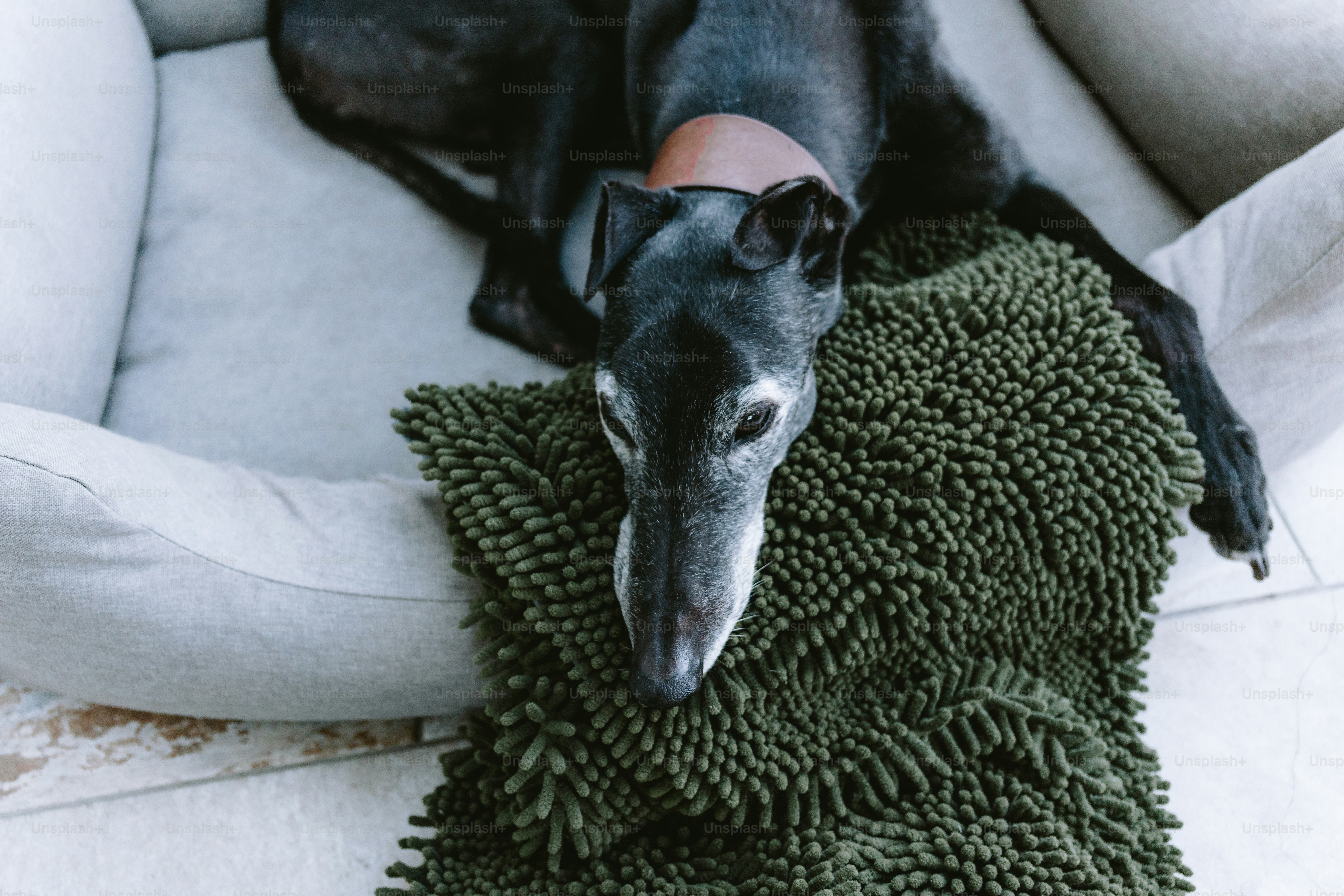 A greyhound dog poses for the camera. photo – Animal Image on Unsplash