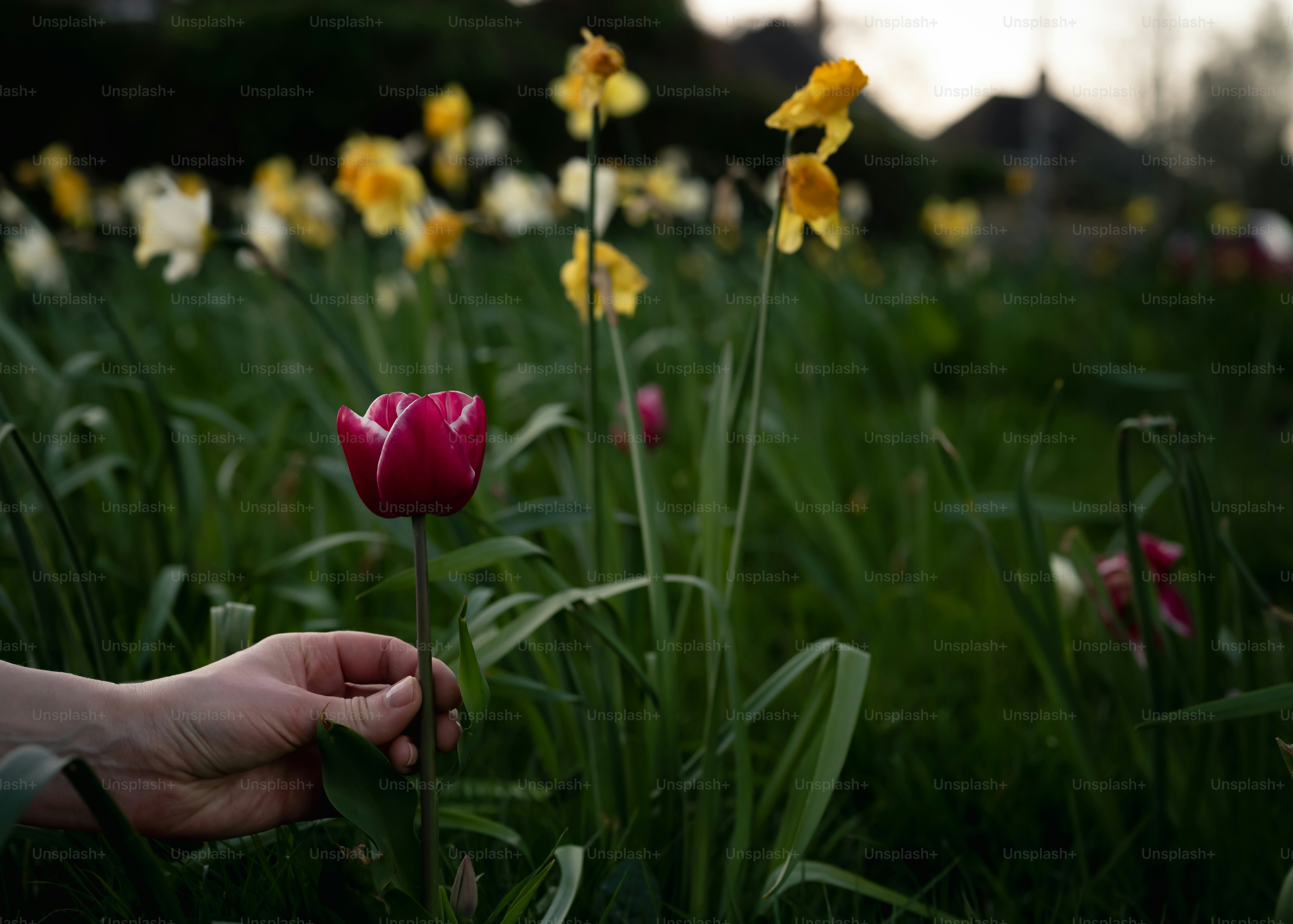 Hand picks a beautiful, striped tulip from a garden. photo – Hands ...