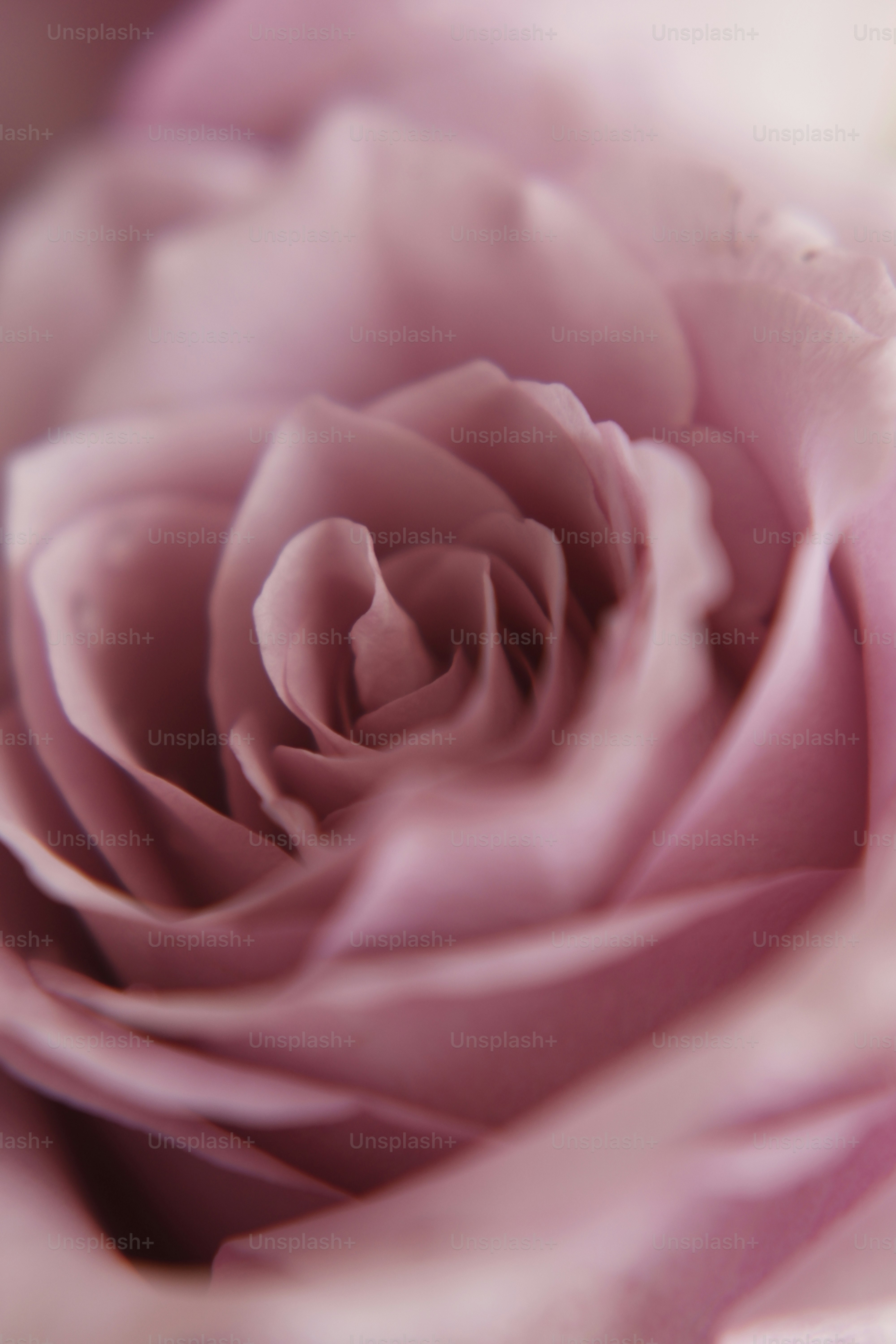 A close-up of a soft, purple rose. photo – Wallpaper Image on Unsplash