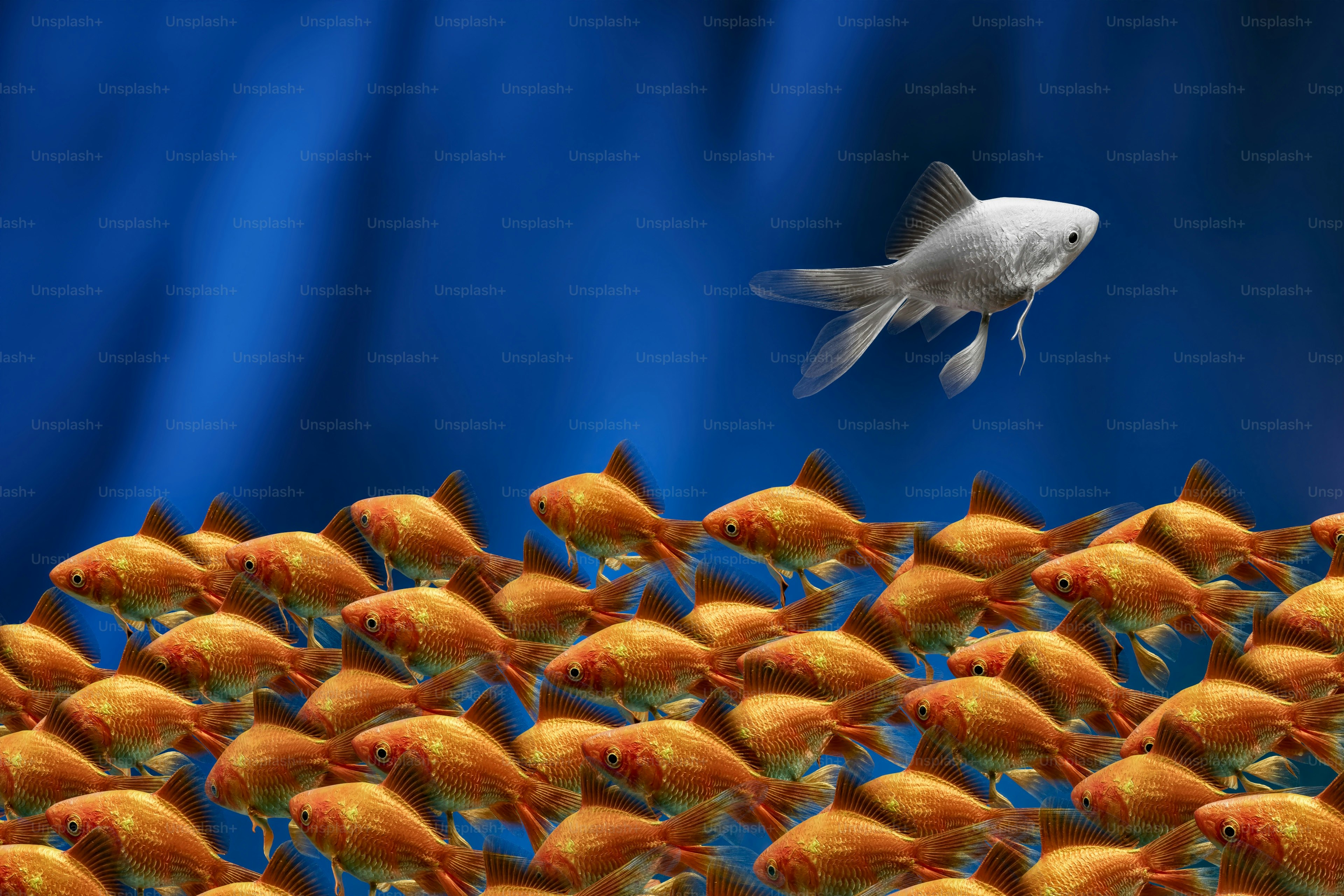 A white fish stands out from a school of goldfish. photo – 3d render ...