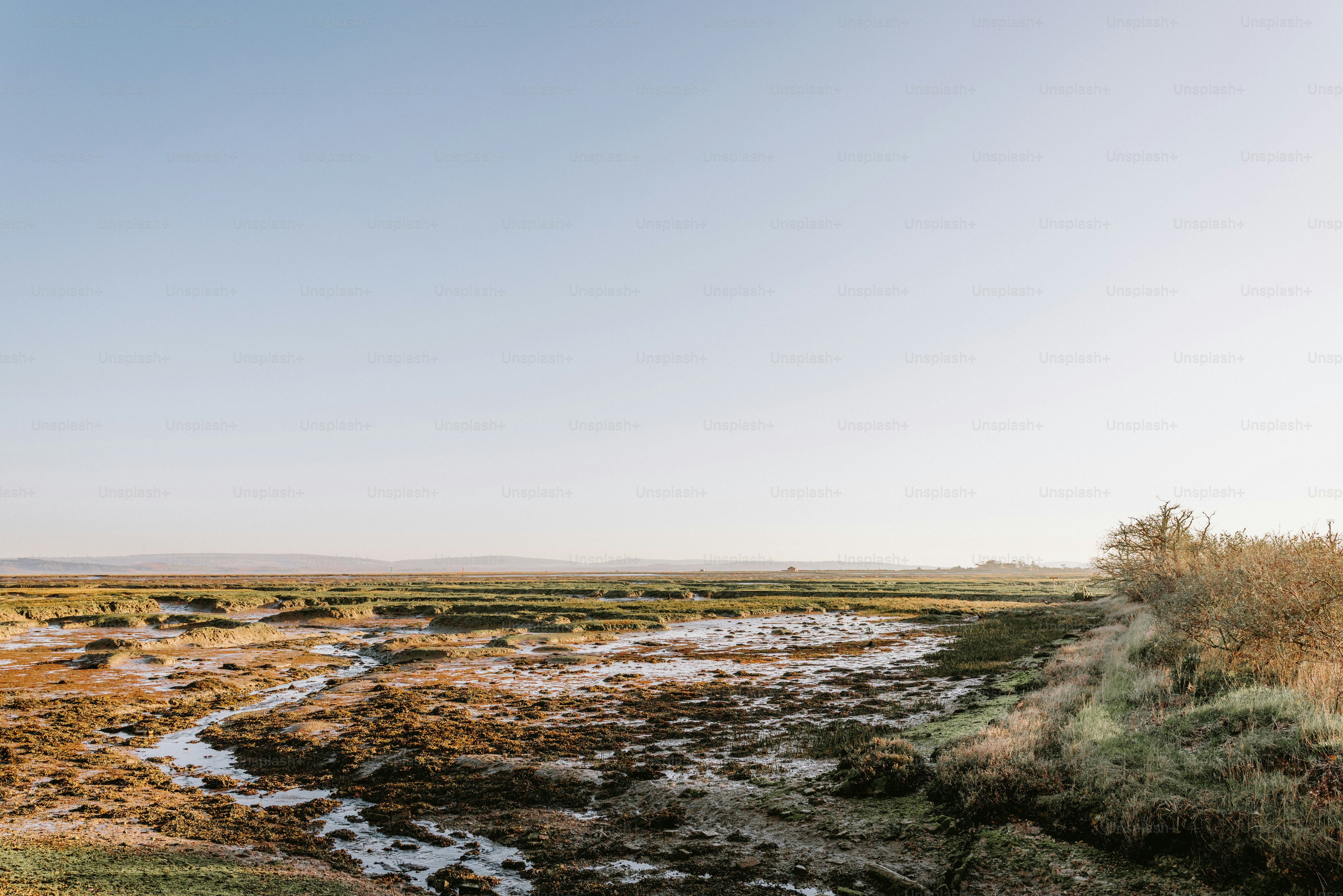 A marshy landscape stretches under a bright blue sky. photo – Coastal ...