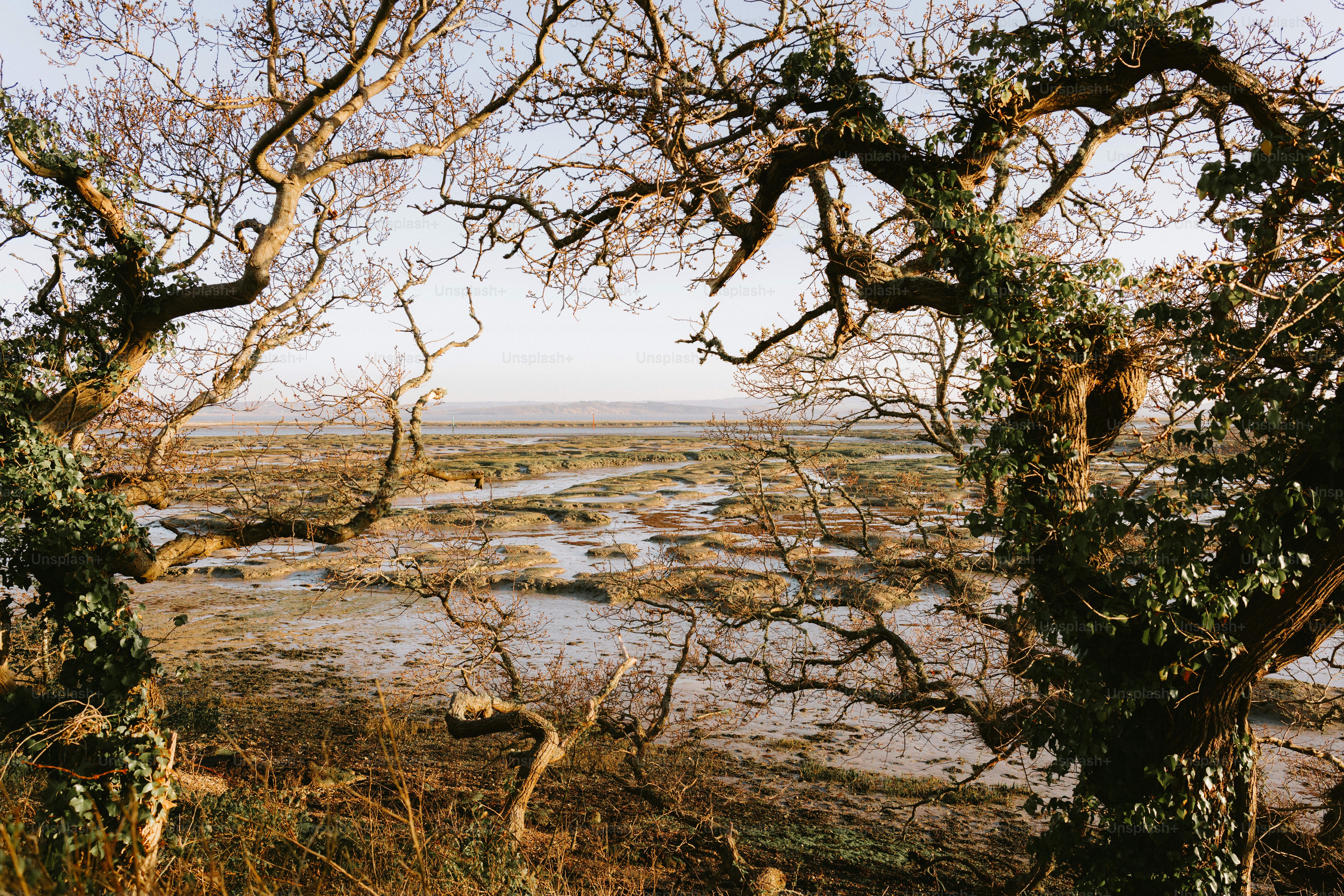 Trees frame a view of a marsh at low tide. photo – Coastal Image on ...