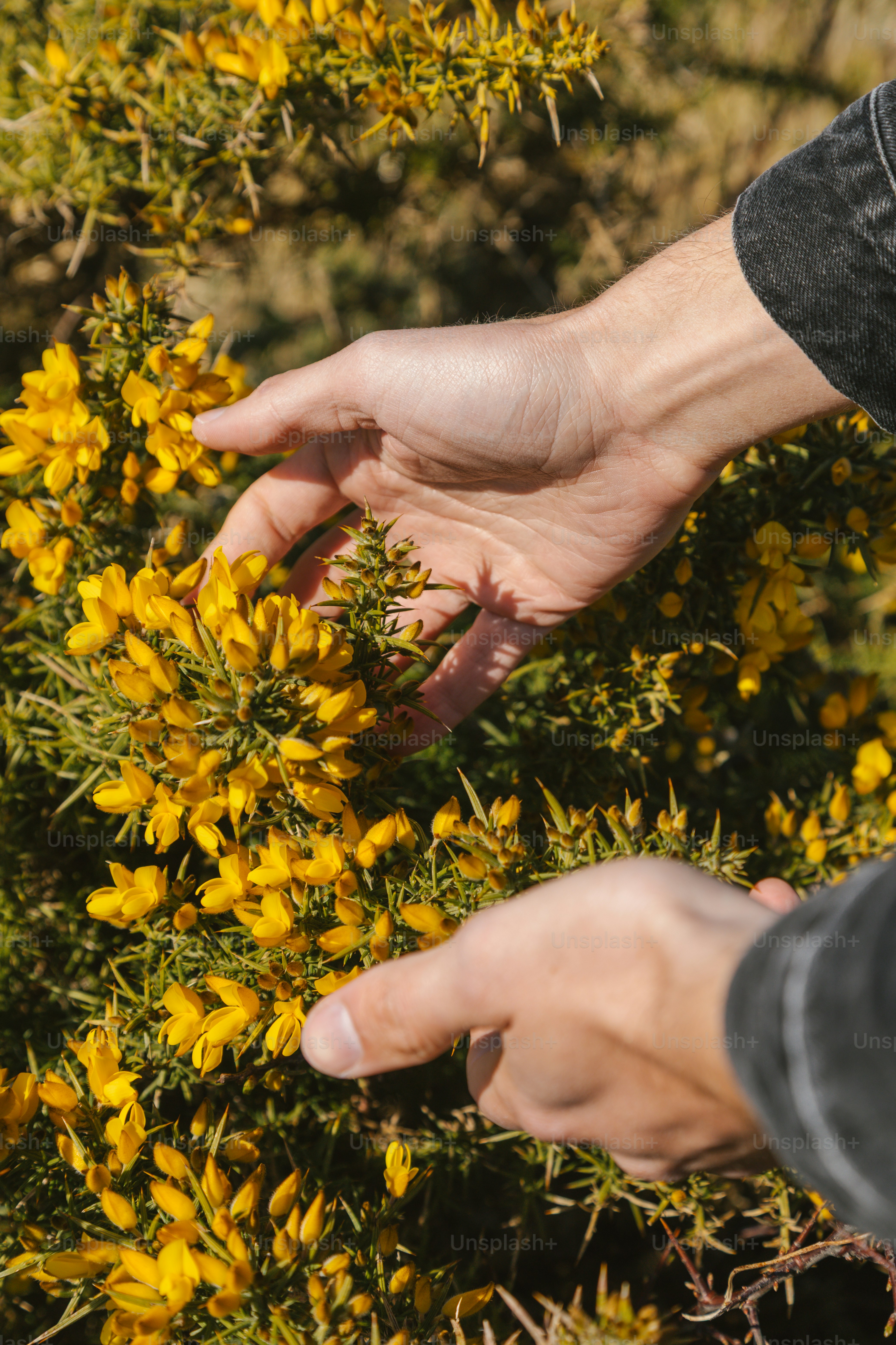 Hands gently touch a flowering yellow bush. photo – Flowers Image on ...