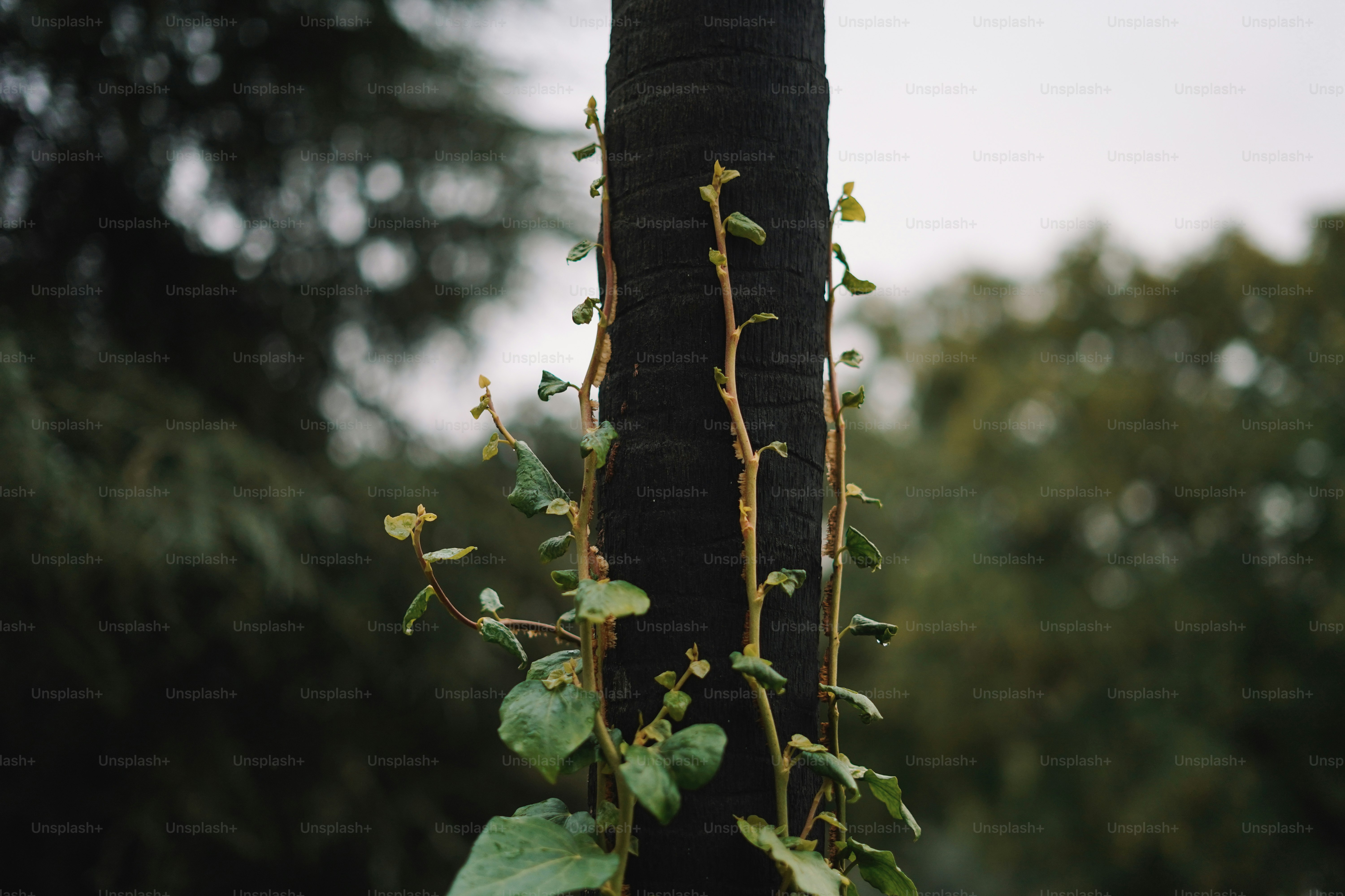 Vines climb up a dark tree trunk. photo – Minimal Image on Unsplash