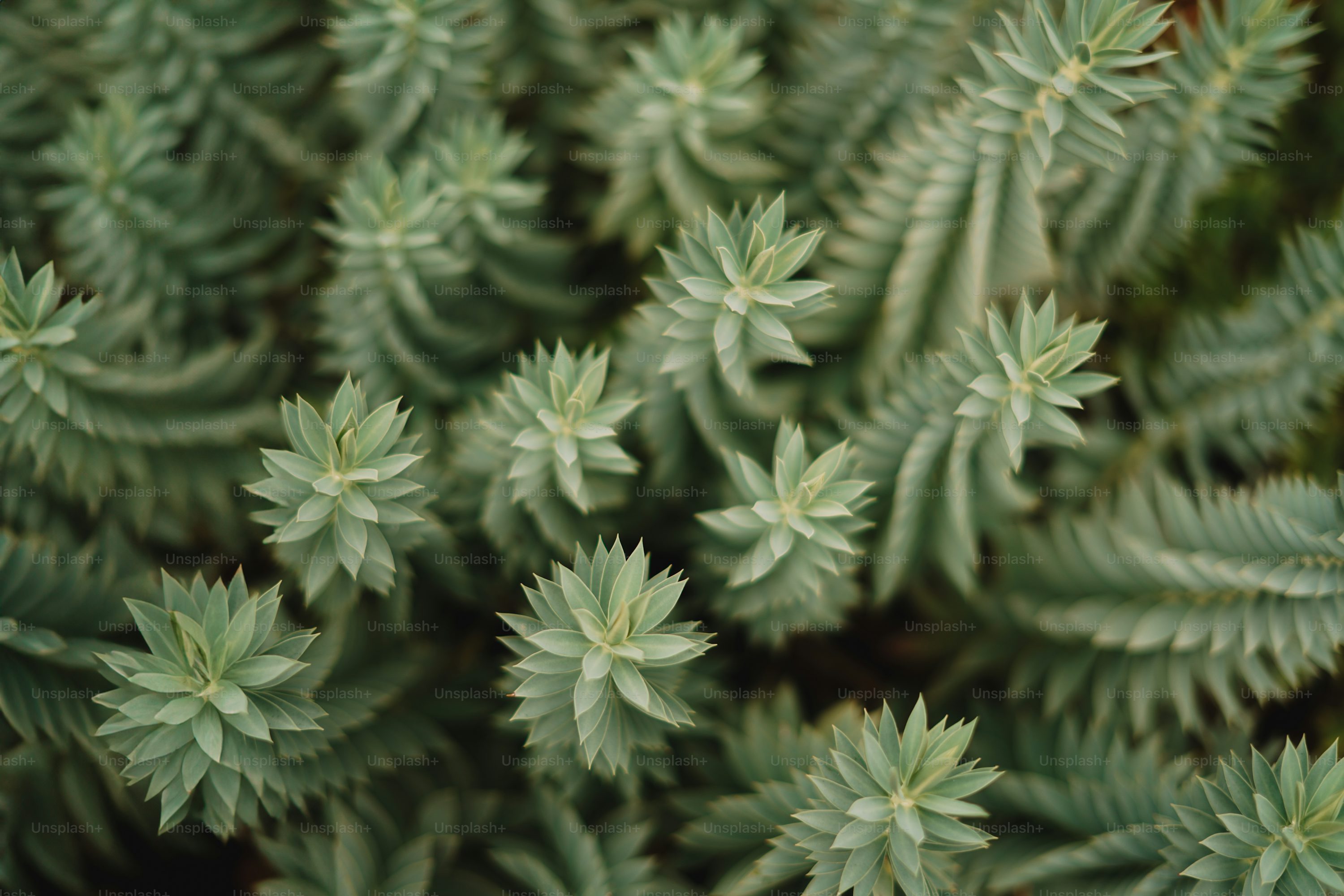 Estos son primeros planos de plantas de color verde azulado. foto ... Estos son primeros planos de plantas de color verde azulado. foto ...