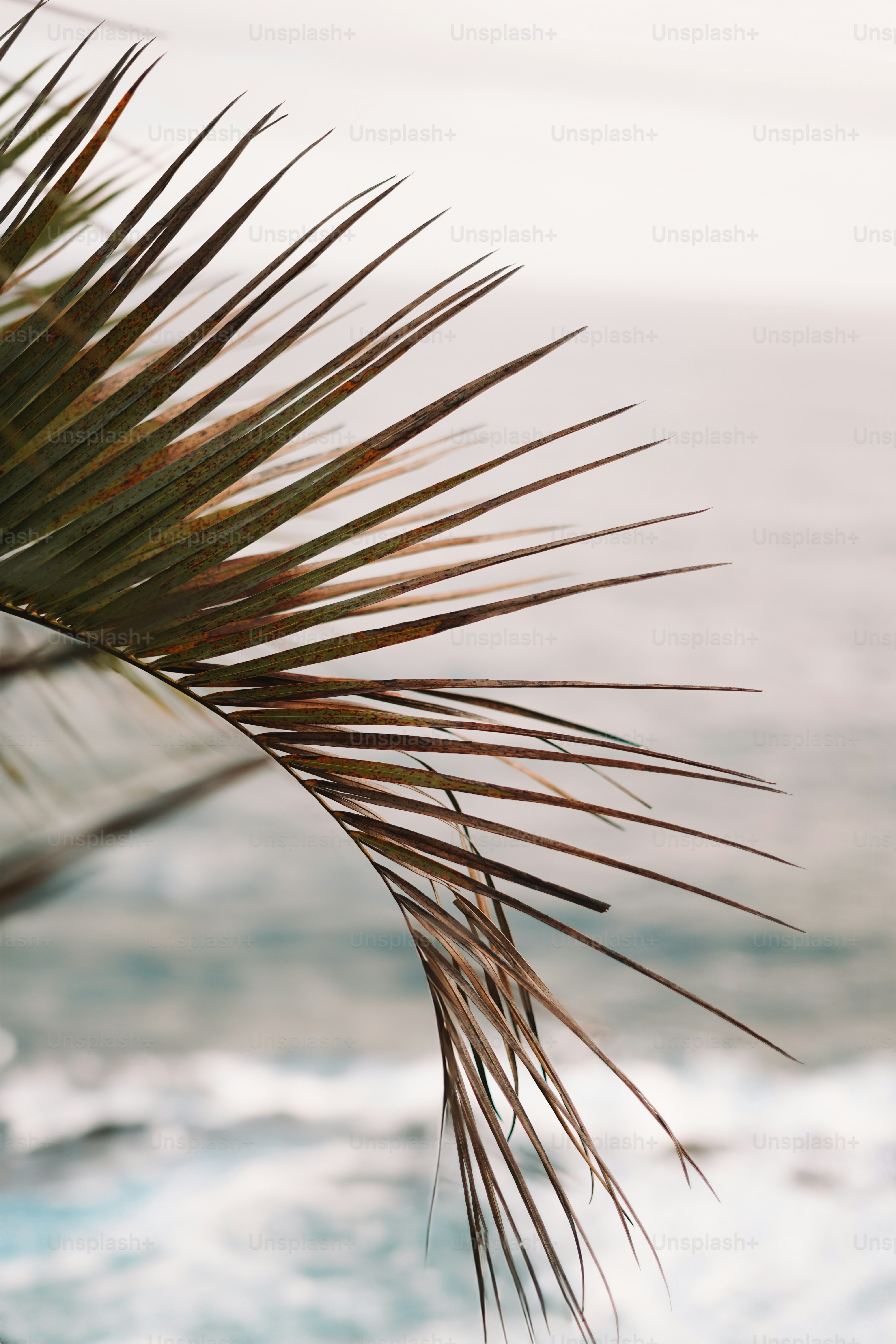 Palm frond curves gracefully with the ocean in the background. photo ...