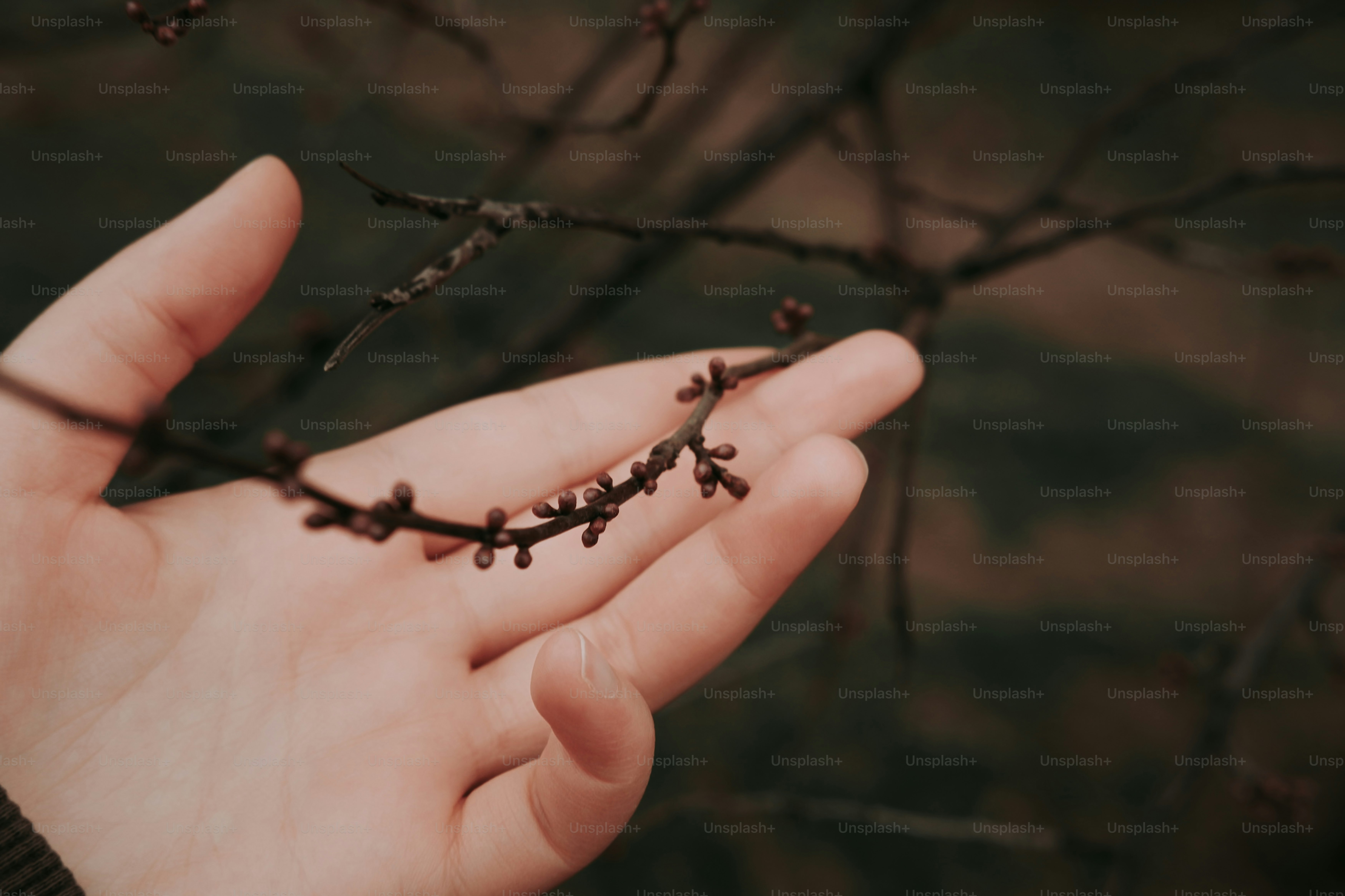 Hand gently touches a budding tree branch. photo – Hands Image on Unsplash