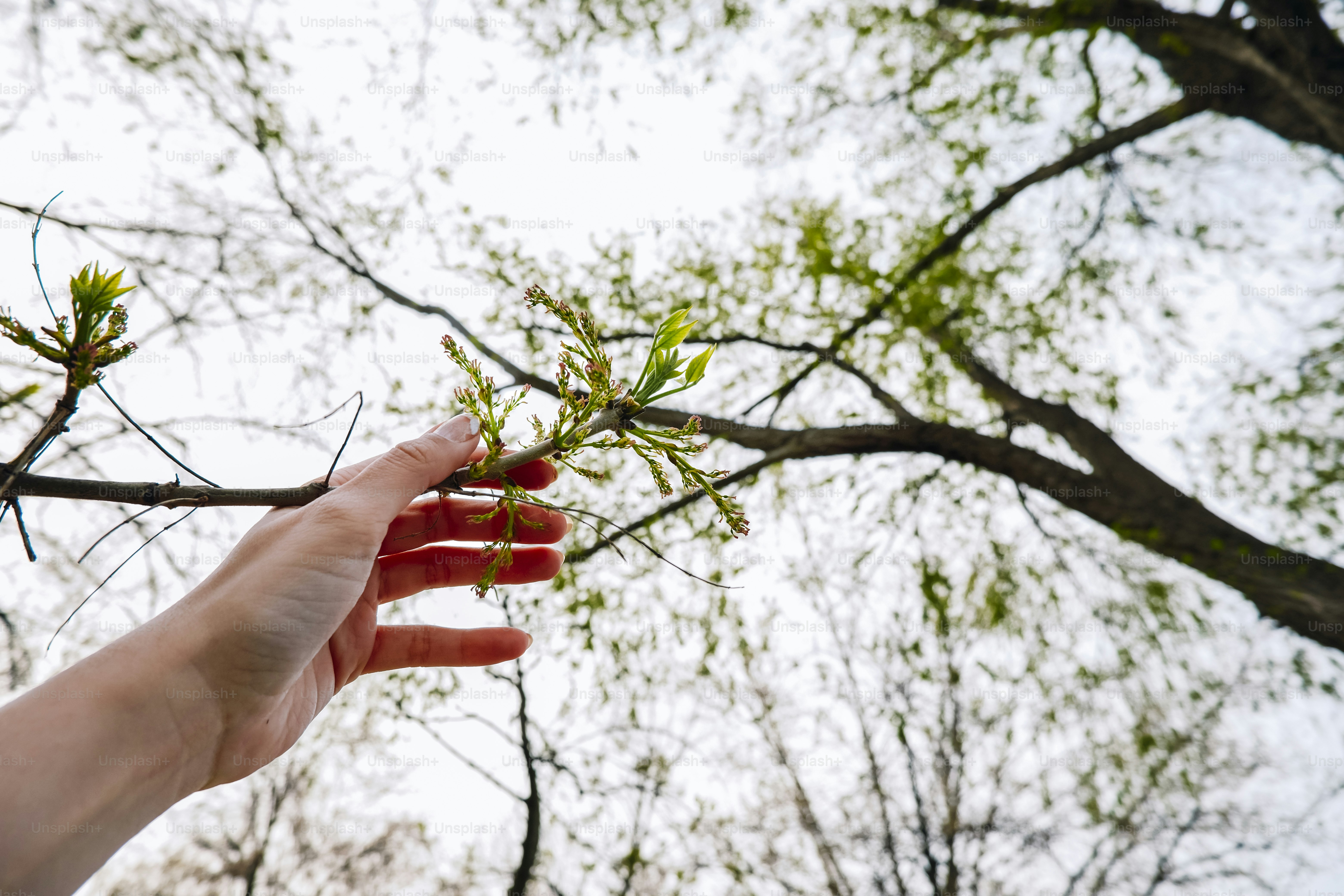 Una mano toca suavemente la rama de un árbol en ciernes. foto – Imagen ...