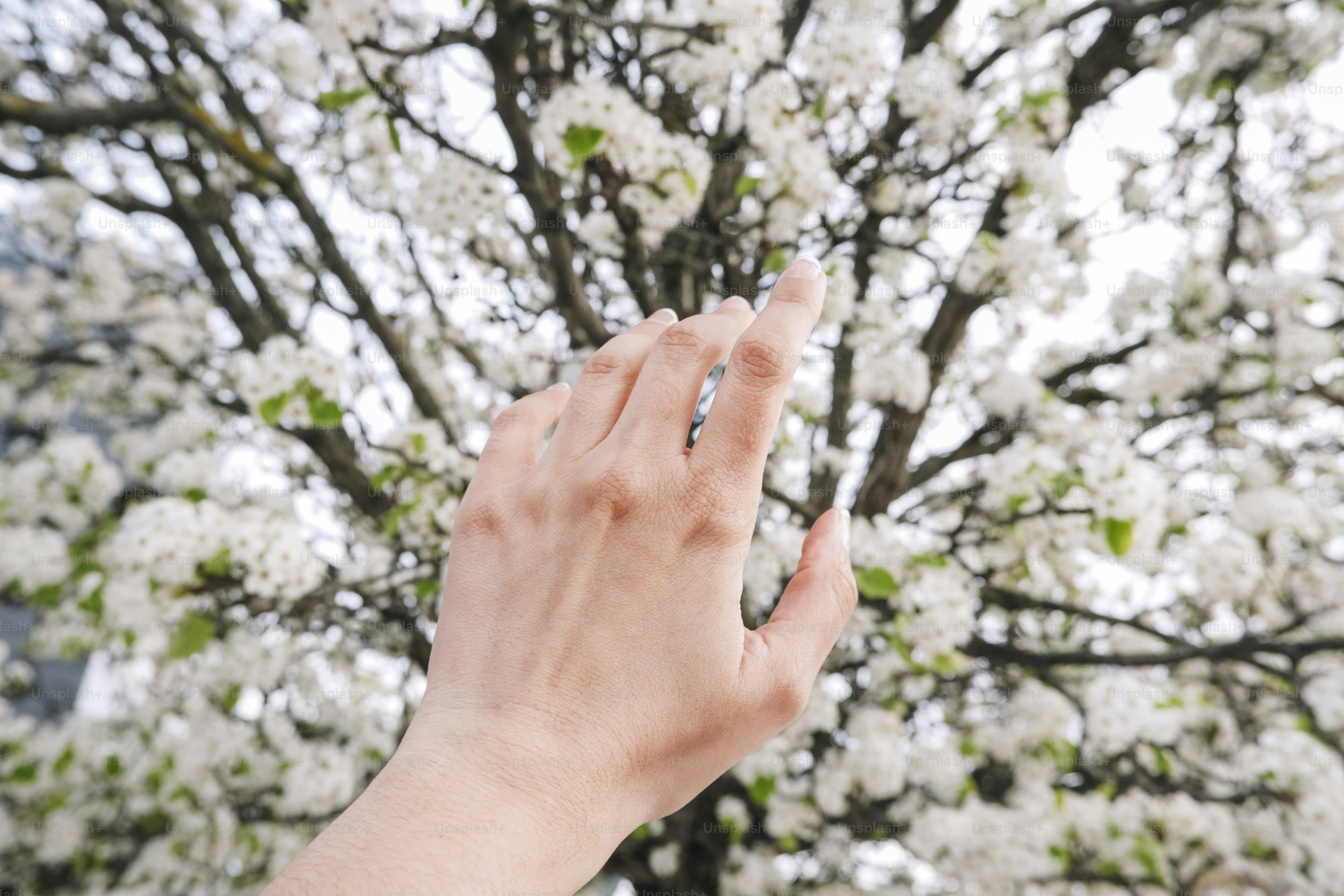 La mano se extiende hacia las flores blancas en flor. foto – Imagen de ...