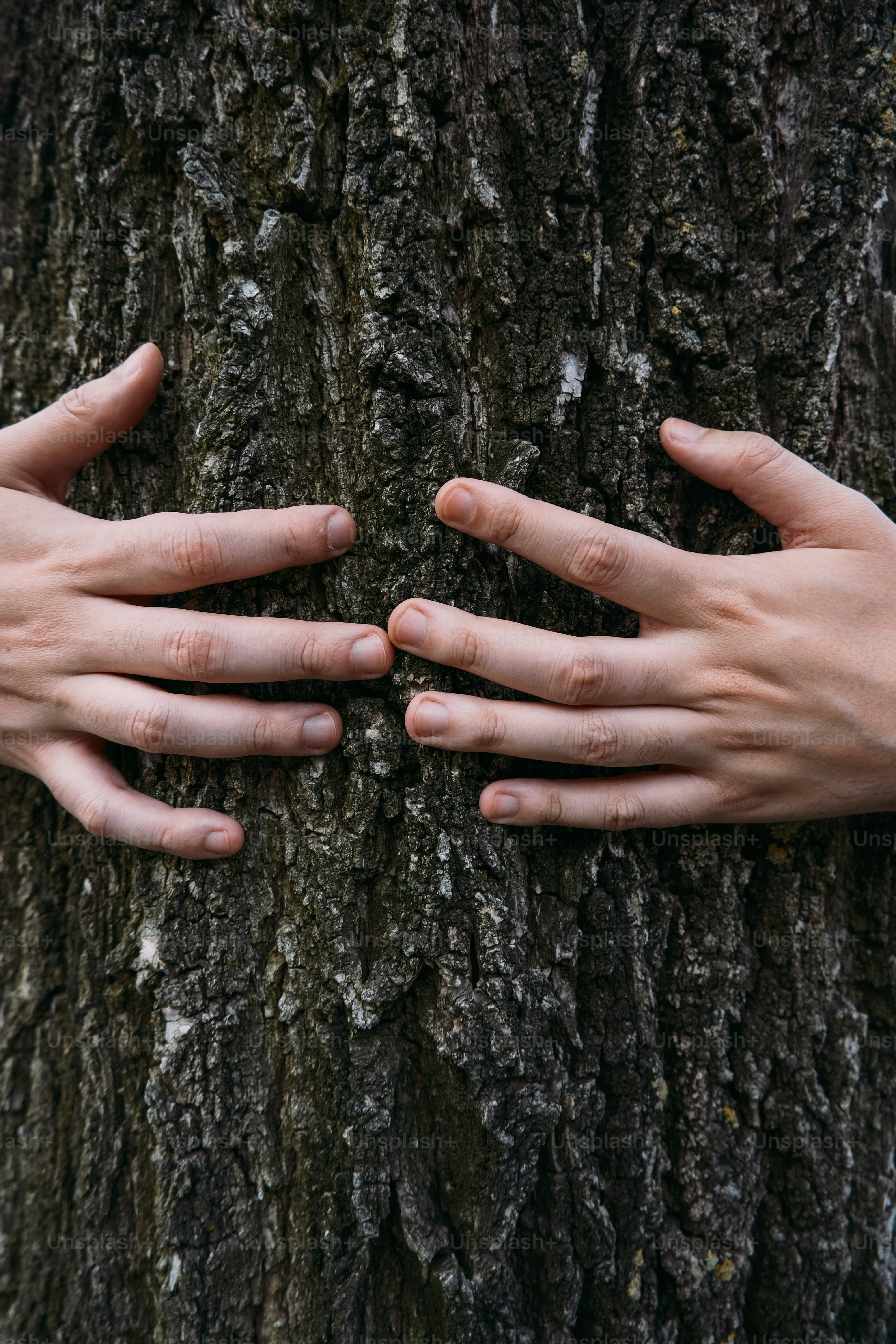 Des mains embrassent un tronc d’arbre. photo – Image de Mains sur Unsplash