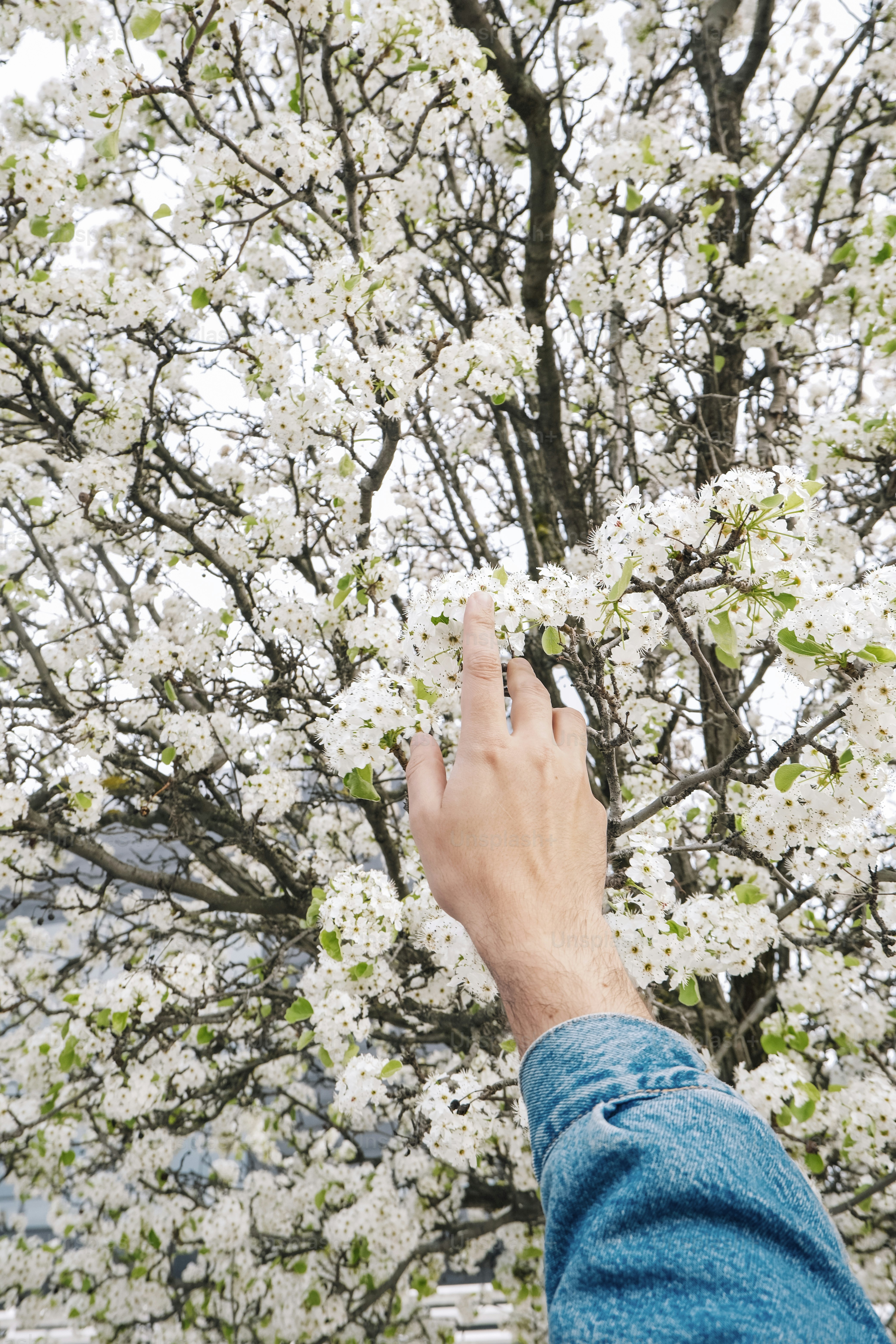 花の咲く木に手が伸びる。の写真 – Unsplashの生長の画像