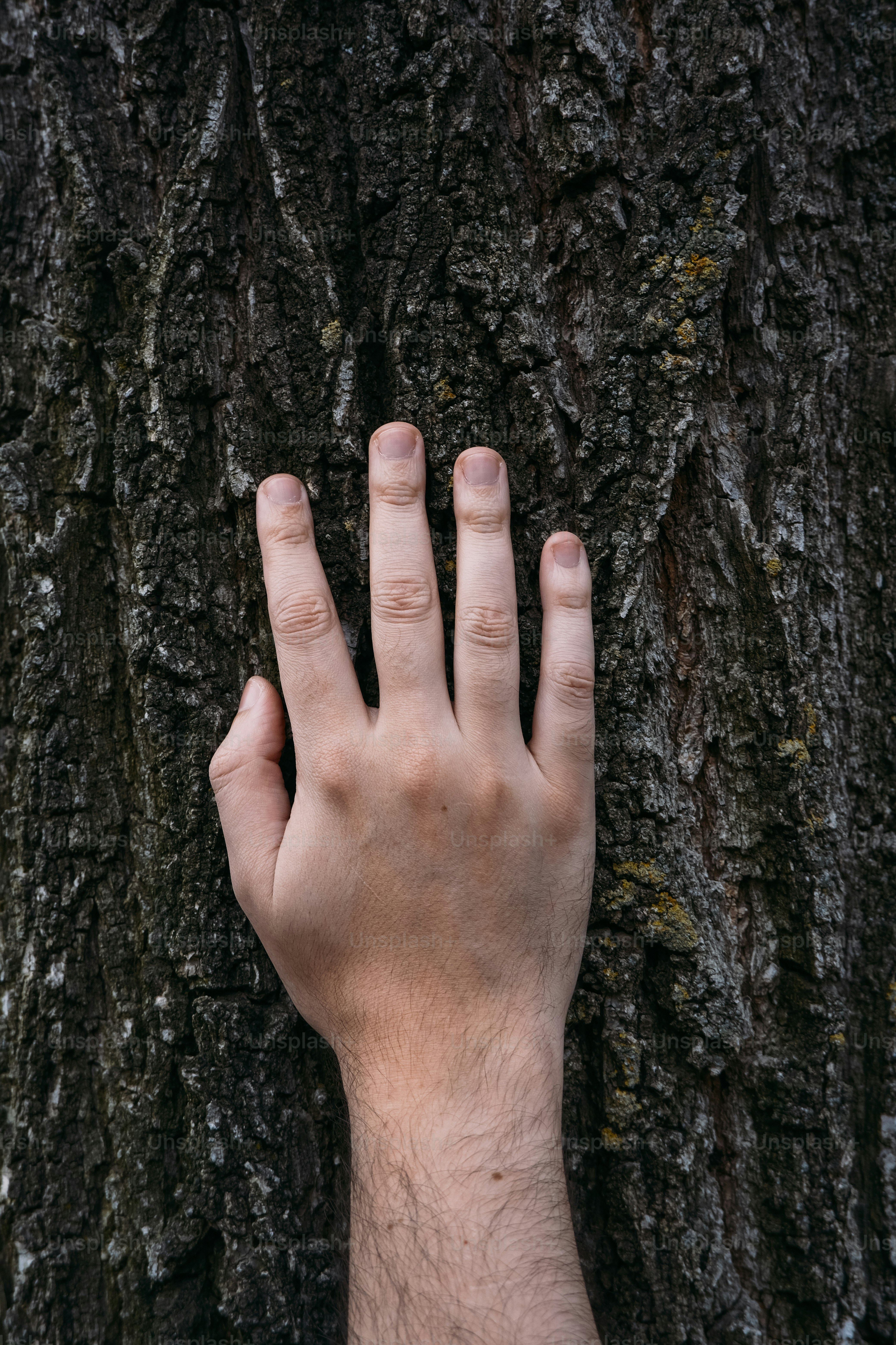 Una mano descansa sobre la corteza del árbol. foto – Imagen de Manos en ...