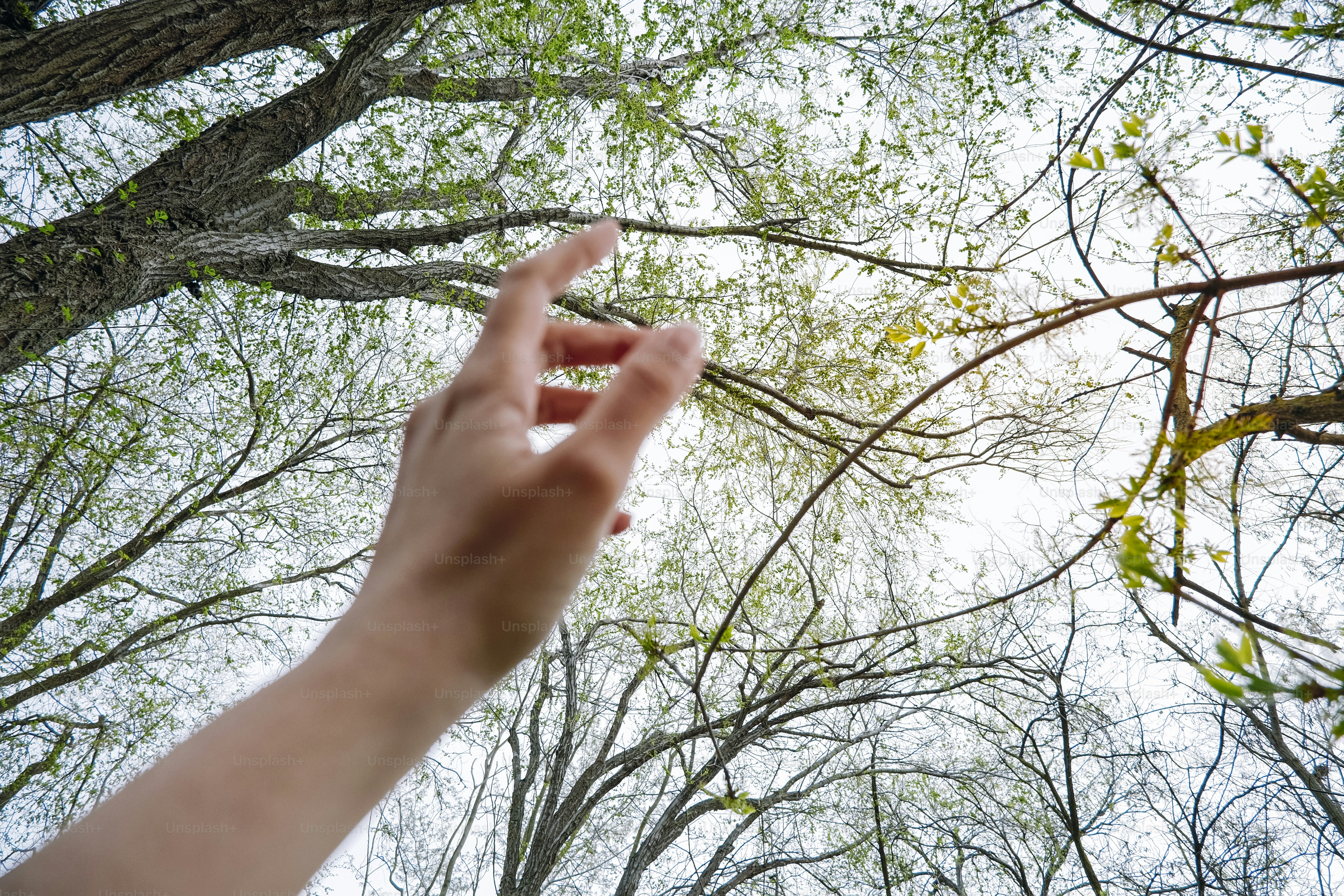 Una mano se extiende hacia las ramas de un árbol. foto – Imagen de ...