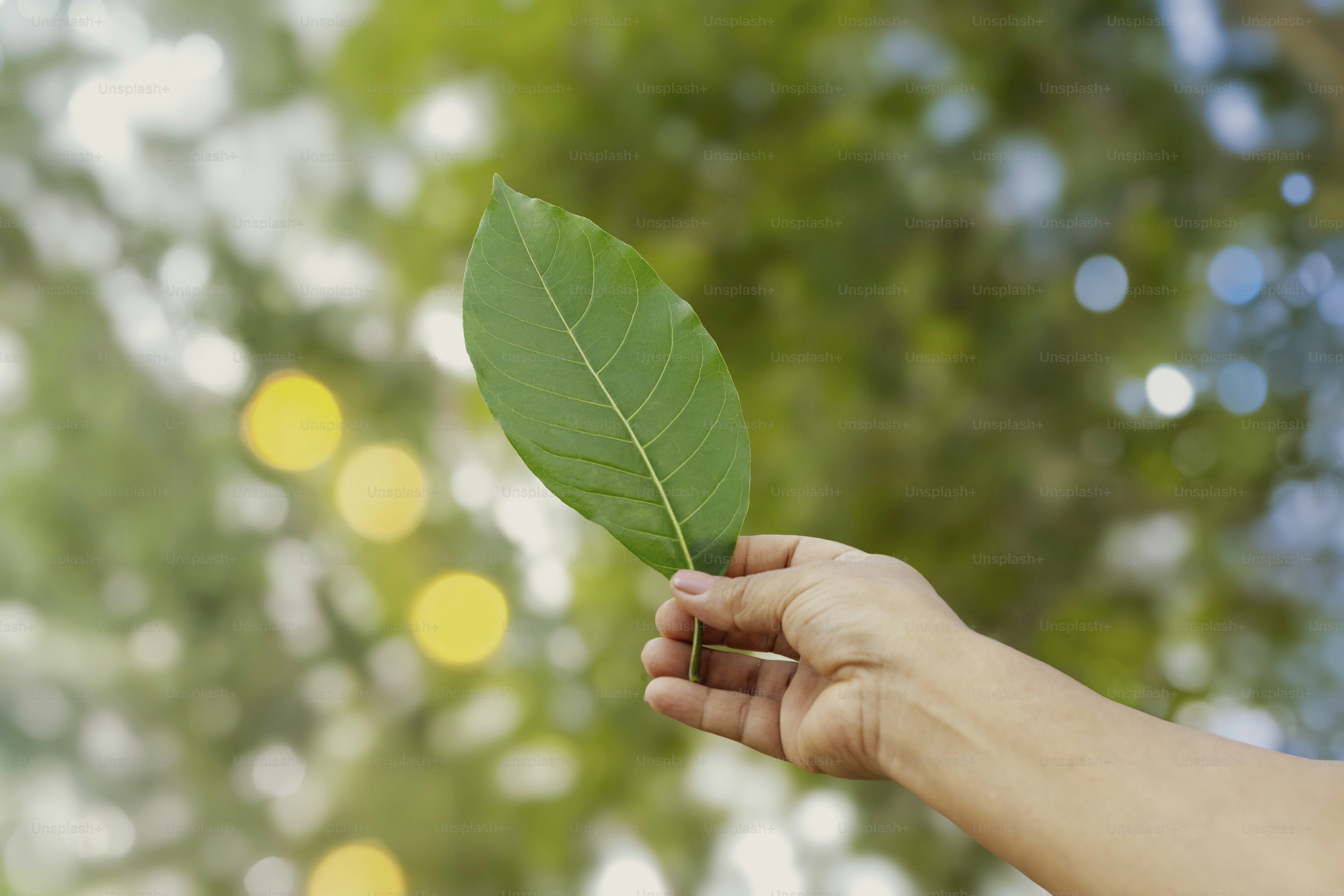 A hand holds a green leaf. photo – Hands Image on Unsplash