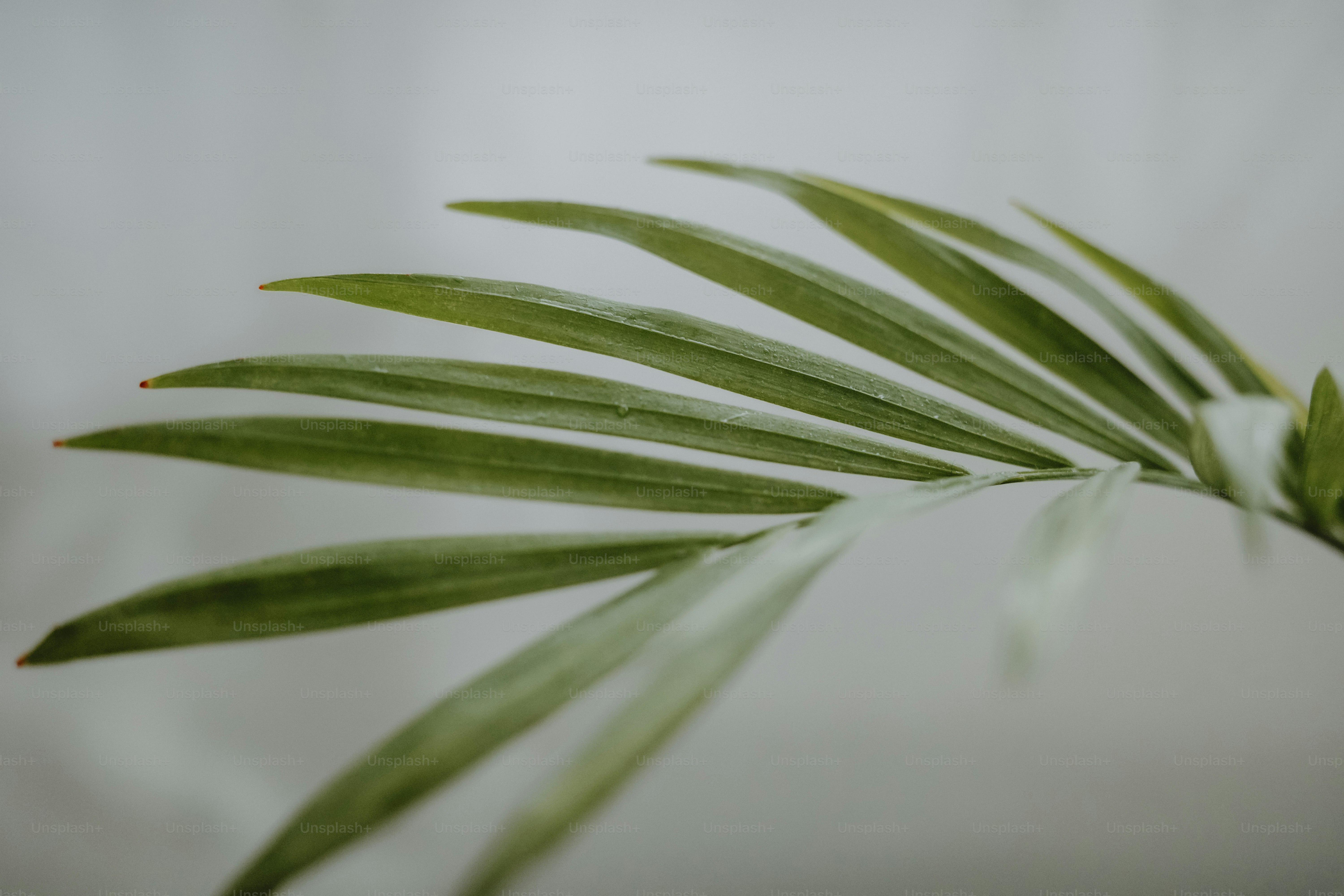 Here's a short caption: a close-up of palm frond leaves. photo ...
