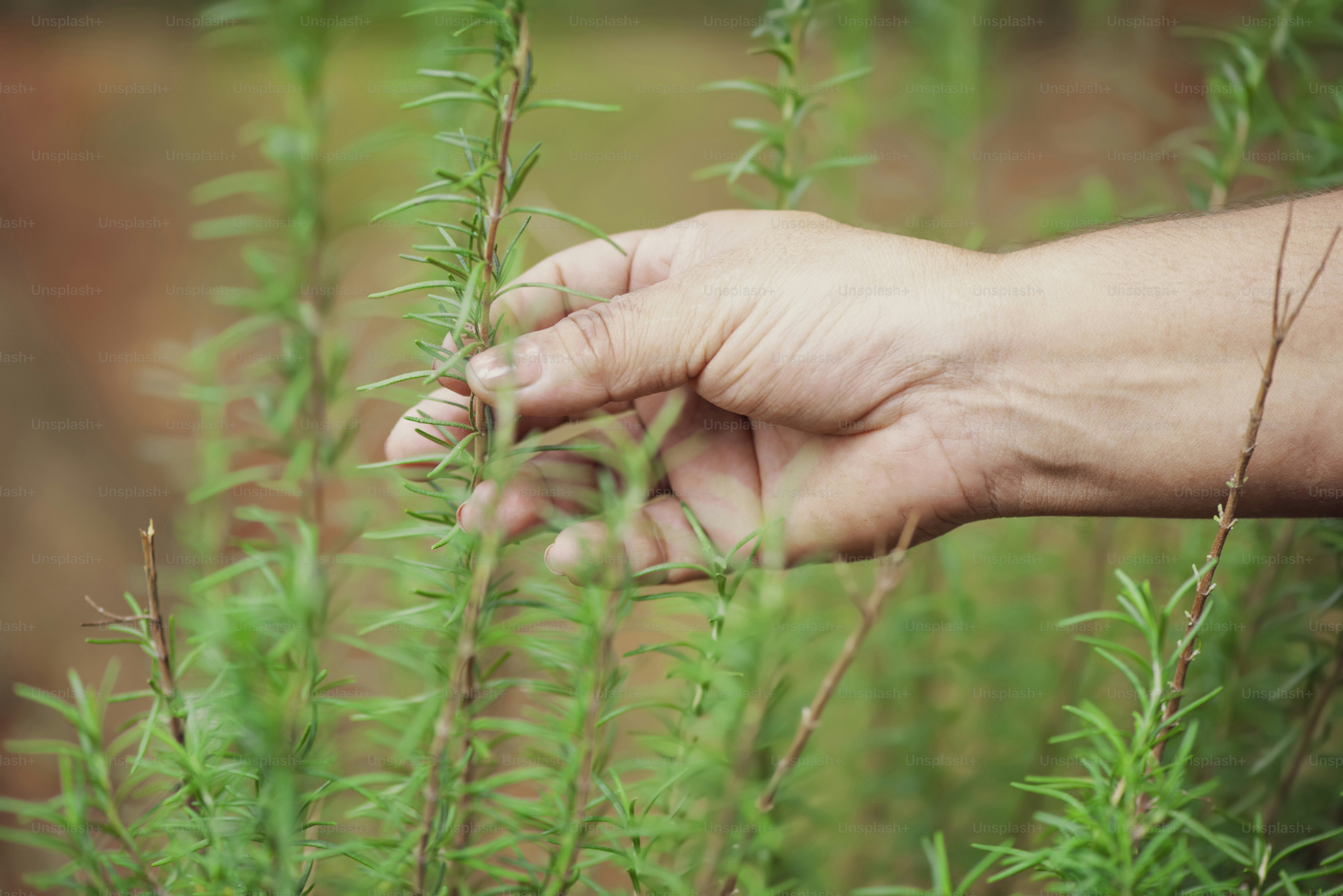 Una mano toca cuidadosamente las plantas verdes. foto – Imagen de Manos ...