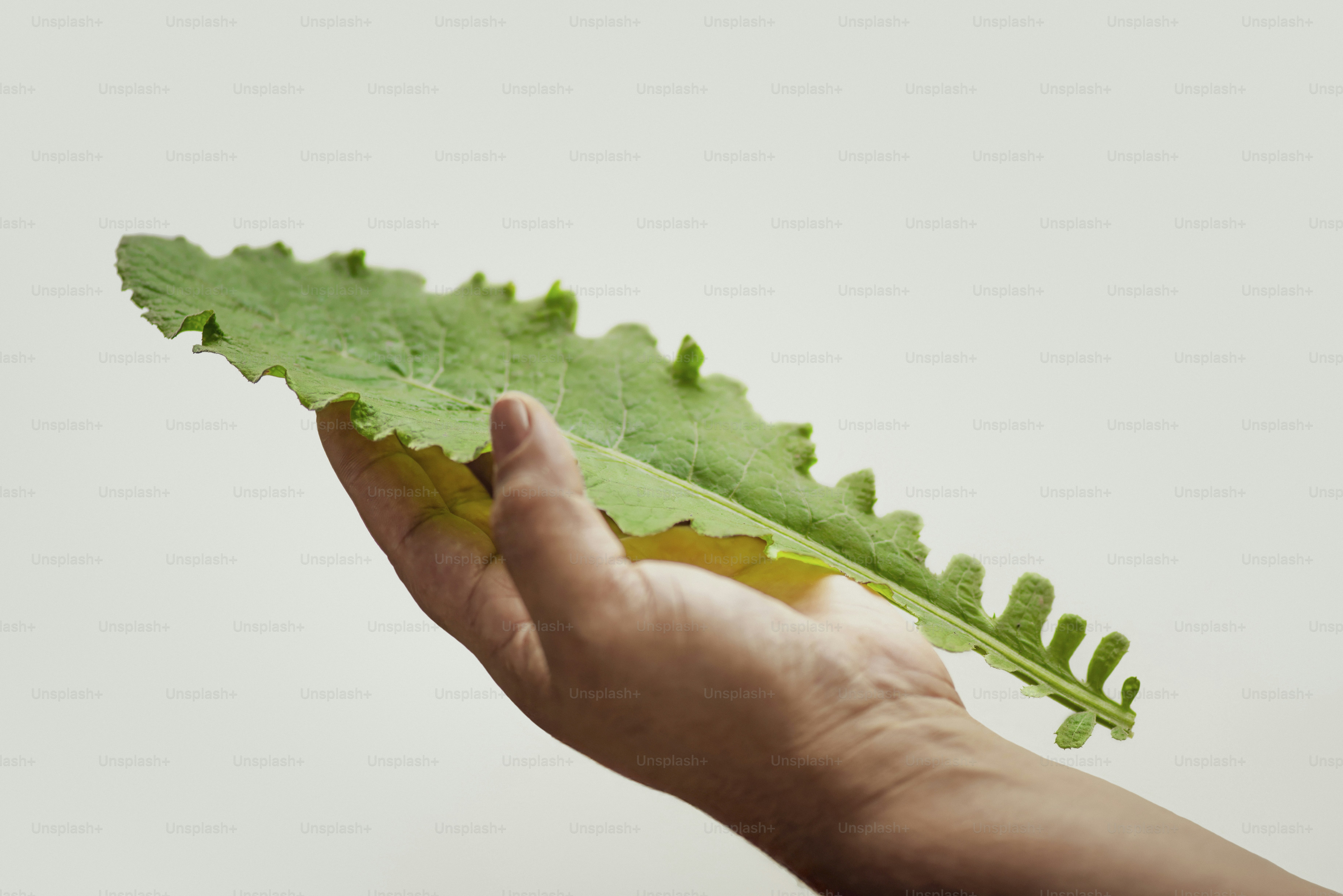 Hands hold a large, heart-shaped green leaf. photo – Plant Image on ...