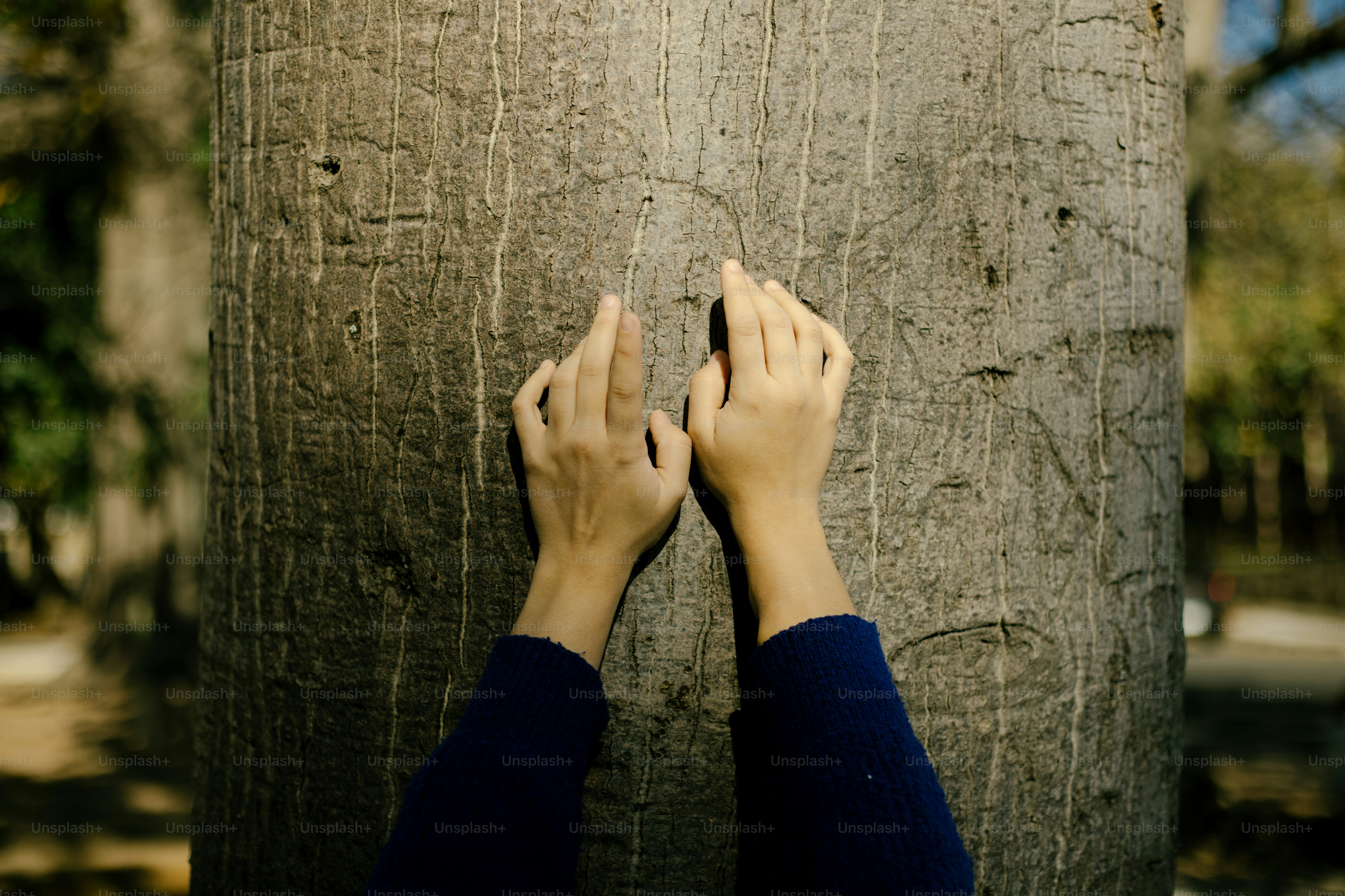 Hands touch a tree trunk in a natural setting. photo – Hands Image on ...