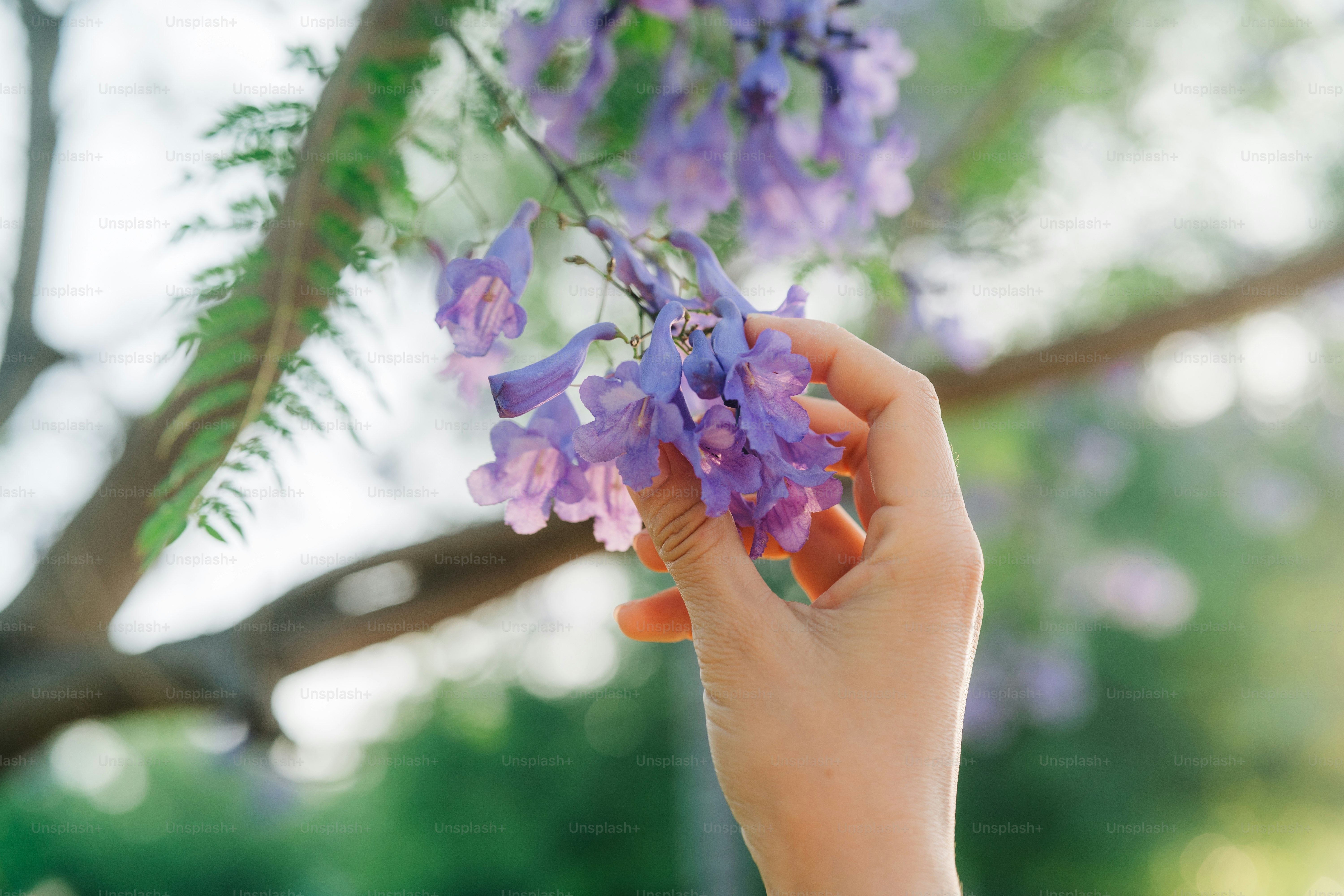 A hand gently touches purple jacaranda flowers. photo – Flowers Image ...