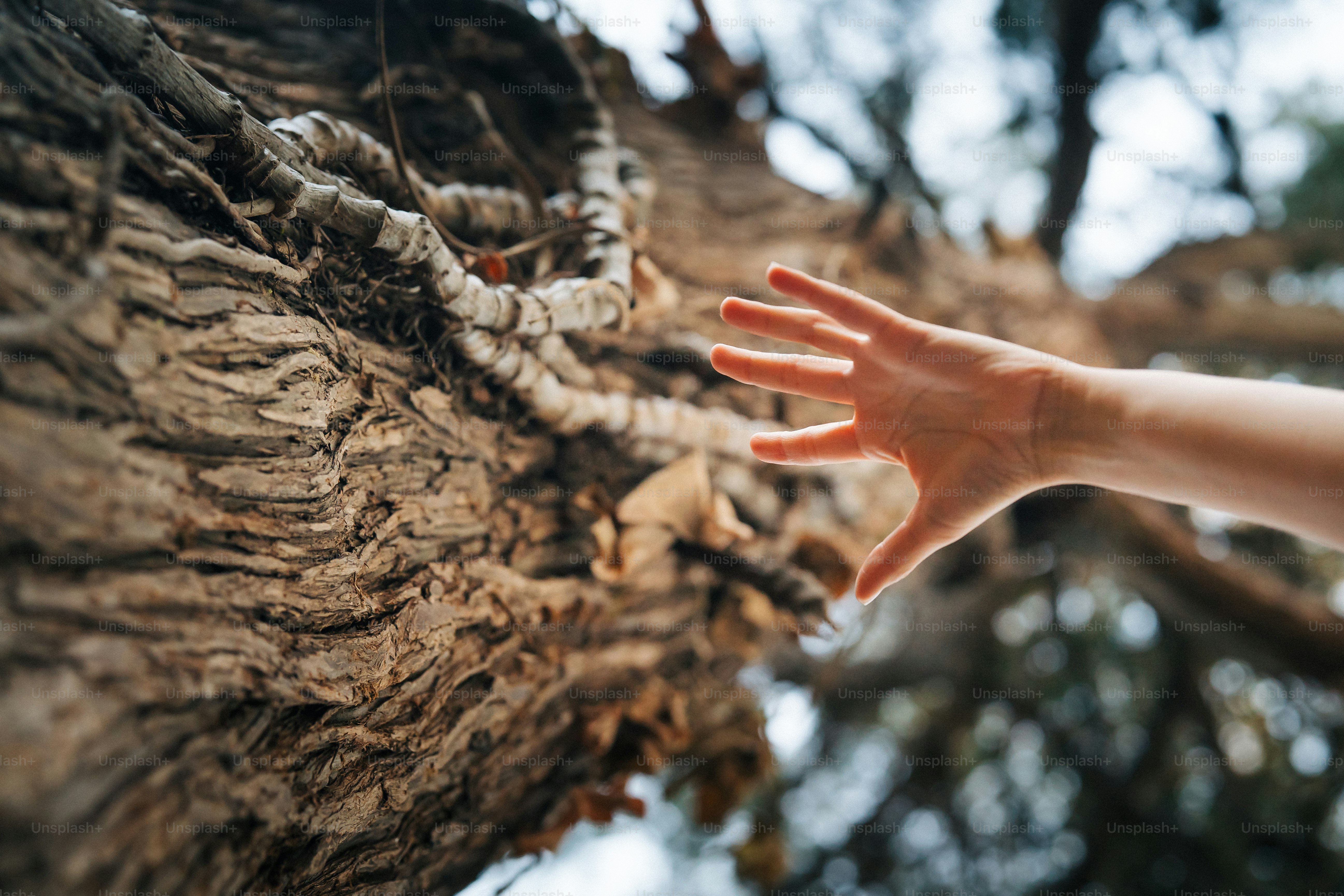 A hand reaches towards textured tree bark. photo – Texture Image on Unsplash