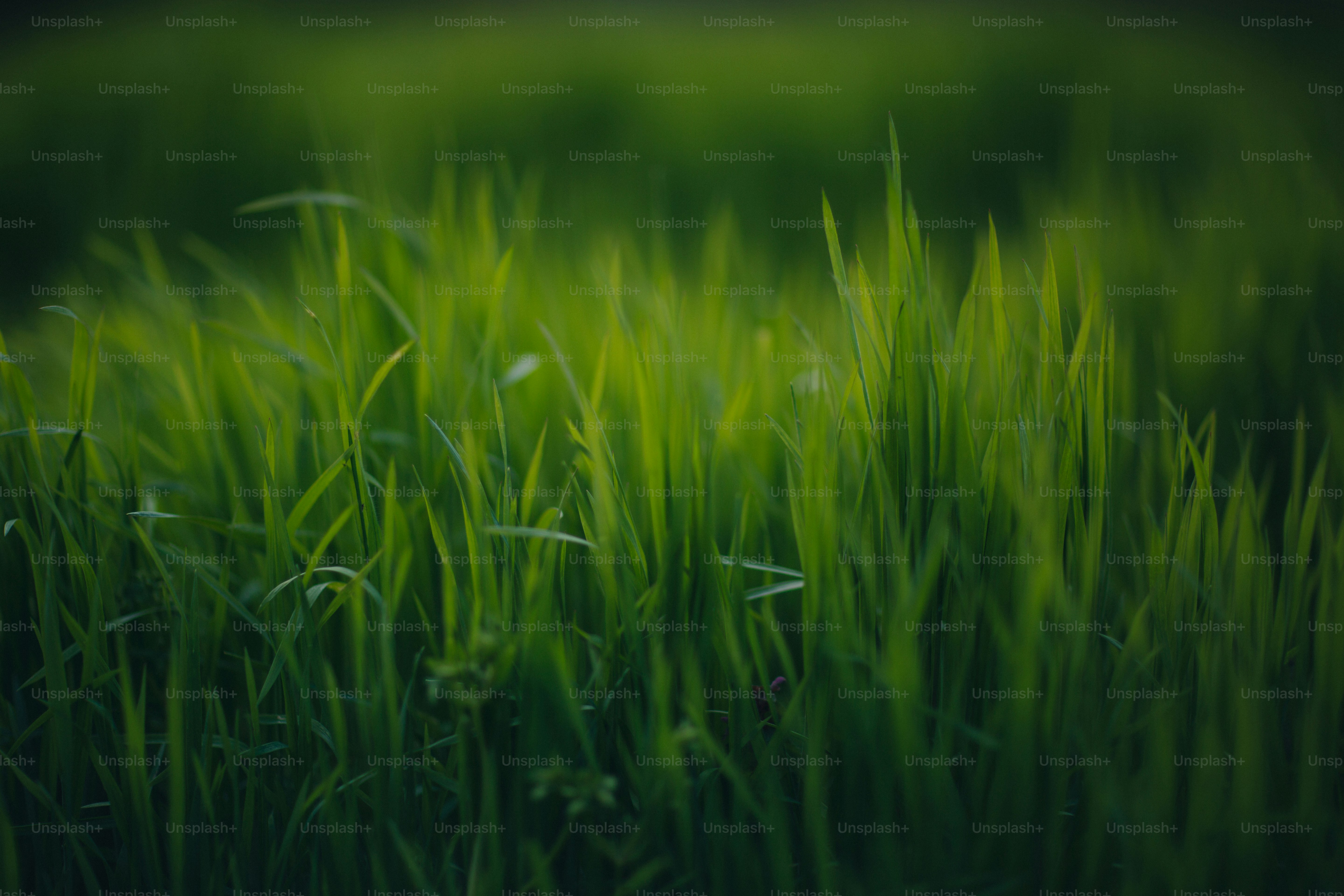 Vibrant green grass stands out in the sunlight. photo – Texture Image ...