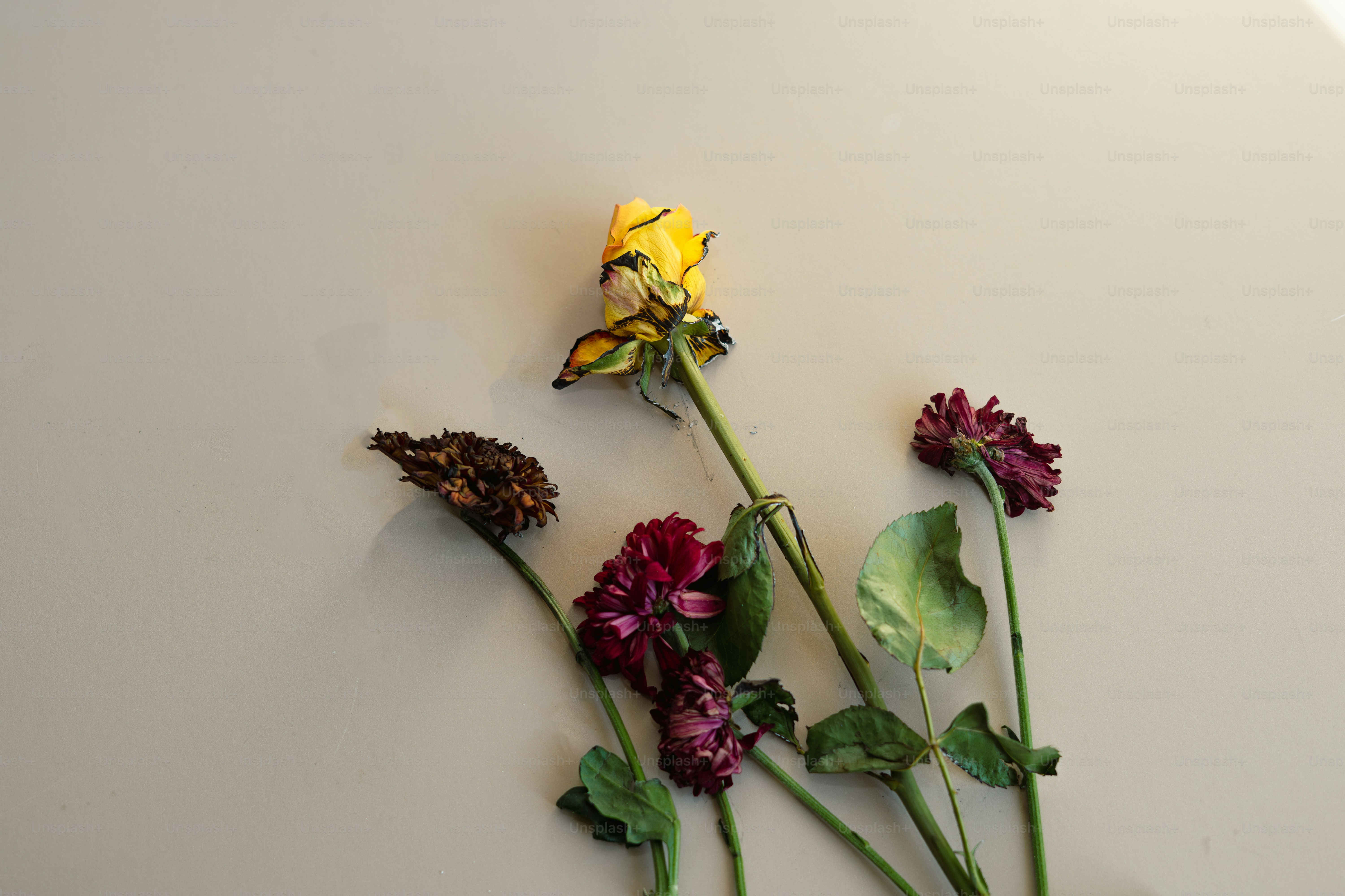 Wilted flowers lay on a light-colored surface. photo – Burnout Image on ...